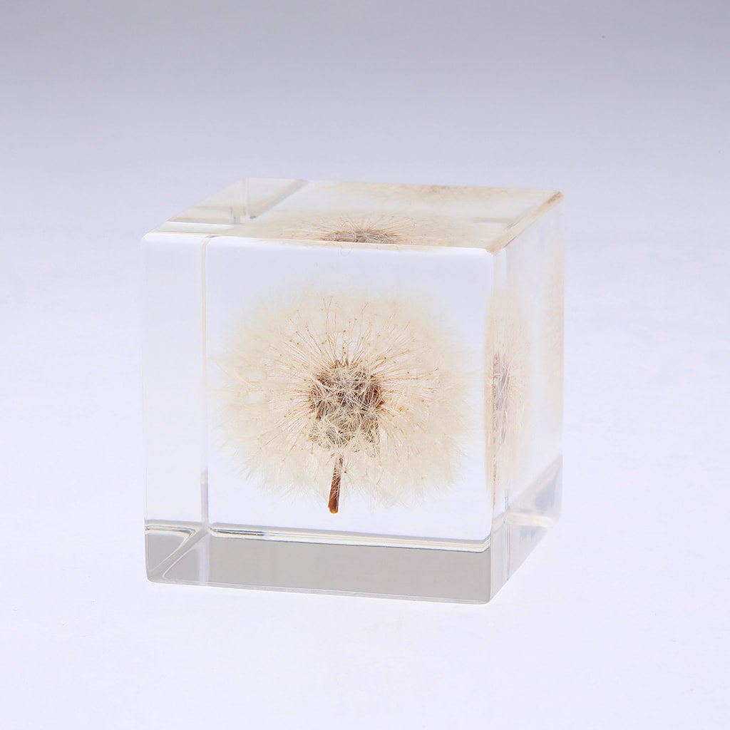 Sola Cube Dandelion | Cloud-Hidden Plants - Houseplants, Succulent ...