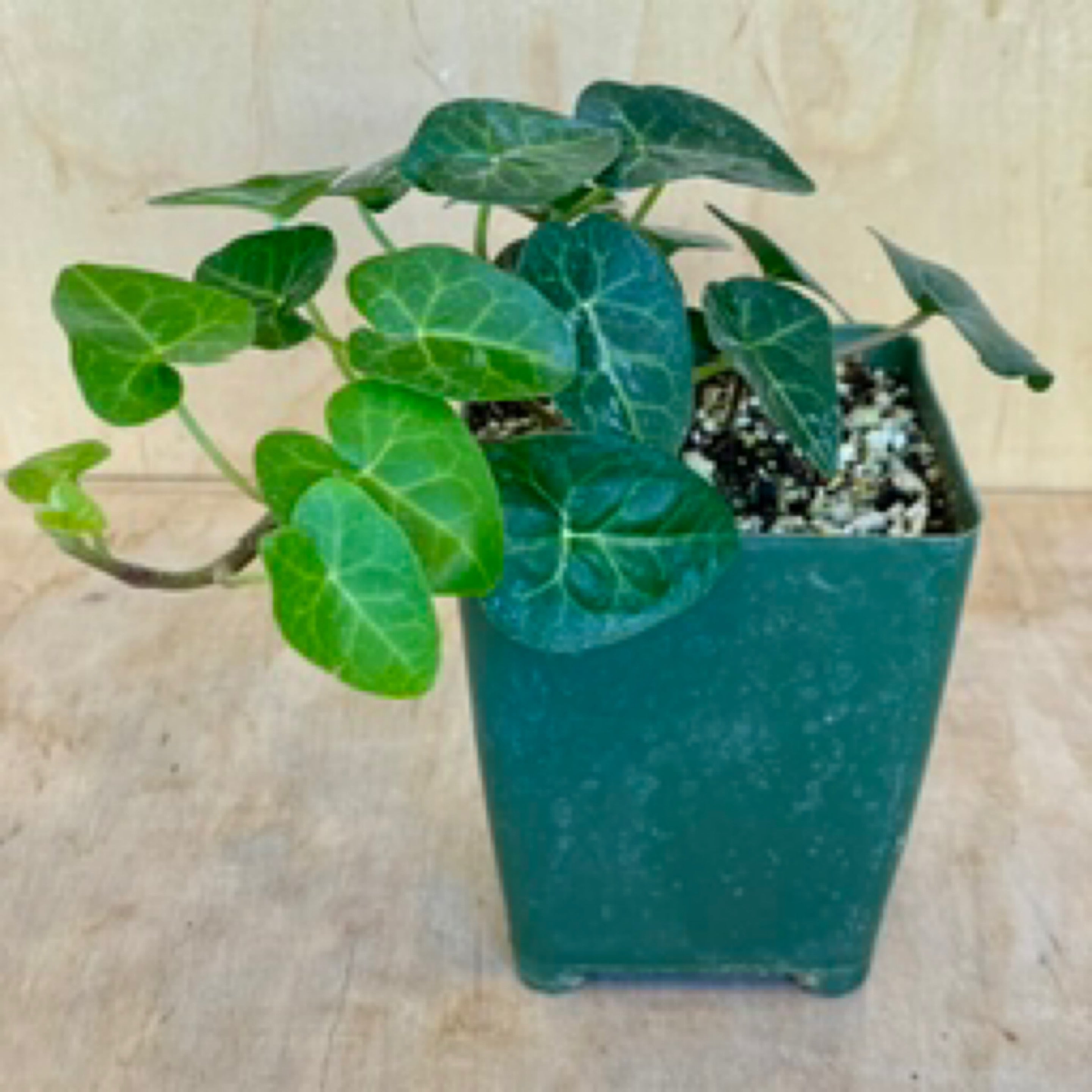 Sweetheart Ivy - Hedera helix | Cloud-Hidden Plants - Houseplants ...
