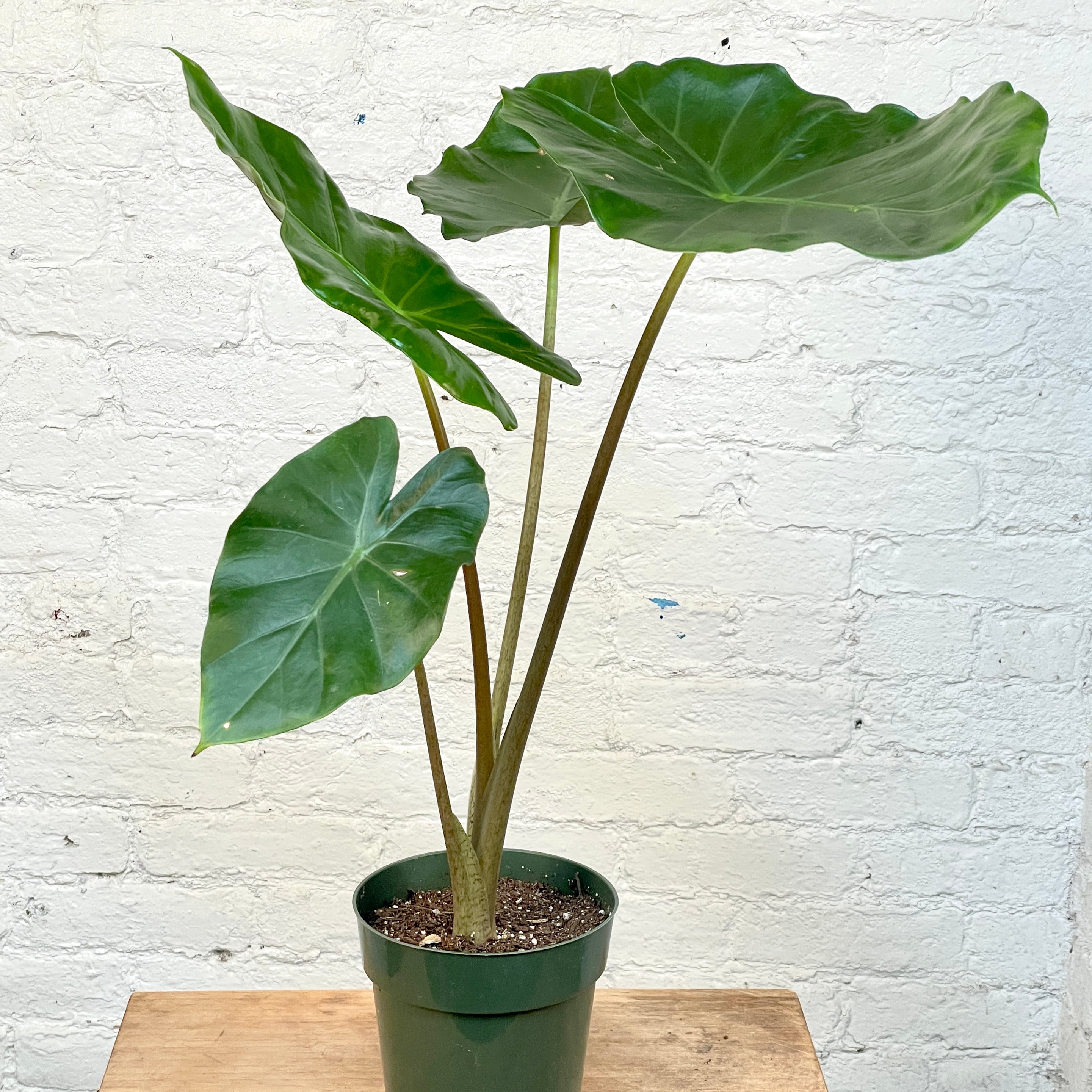 Alocasia Kuching Mask | Cloud-Hidden Plants - Houseplants, Succulent ...