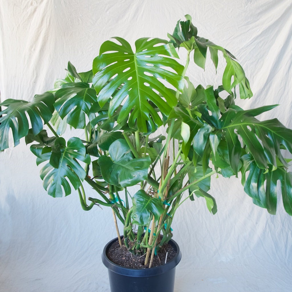 big monstera