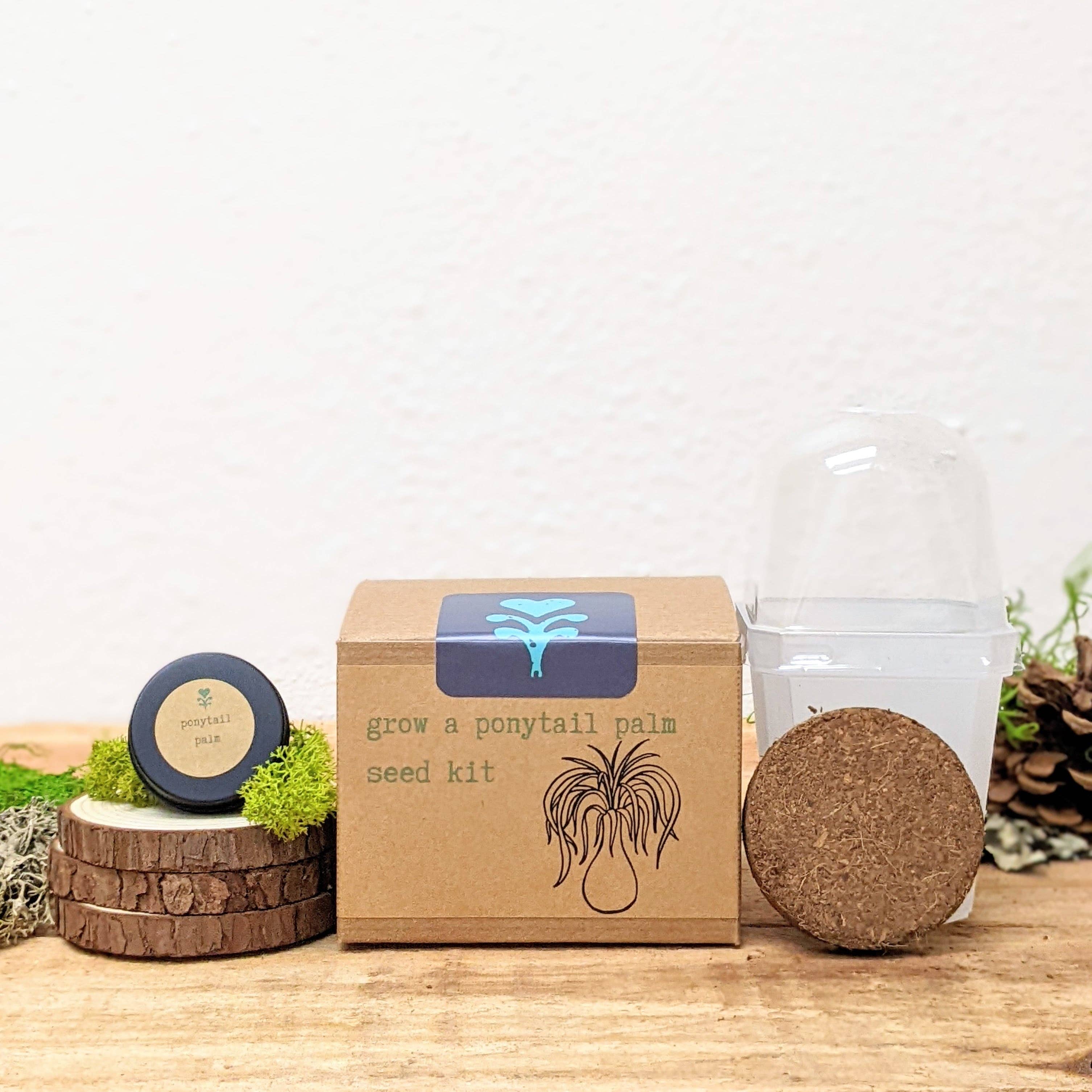 Plantflix - Grow a Ponytail Palm Seed Kit | Cloud-Hidden Plants ...