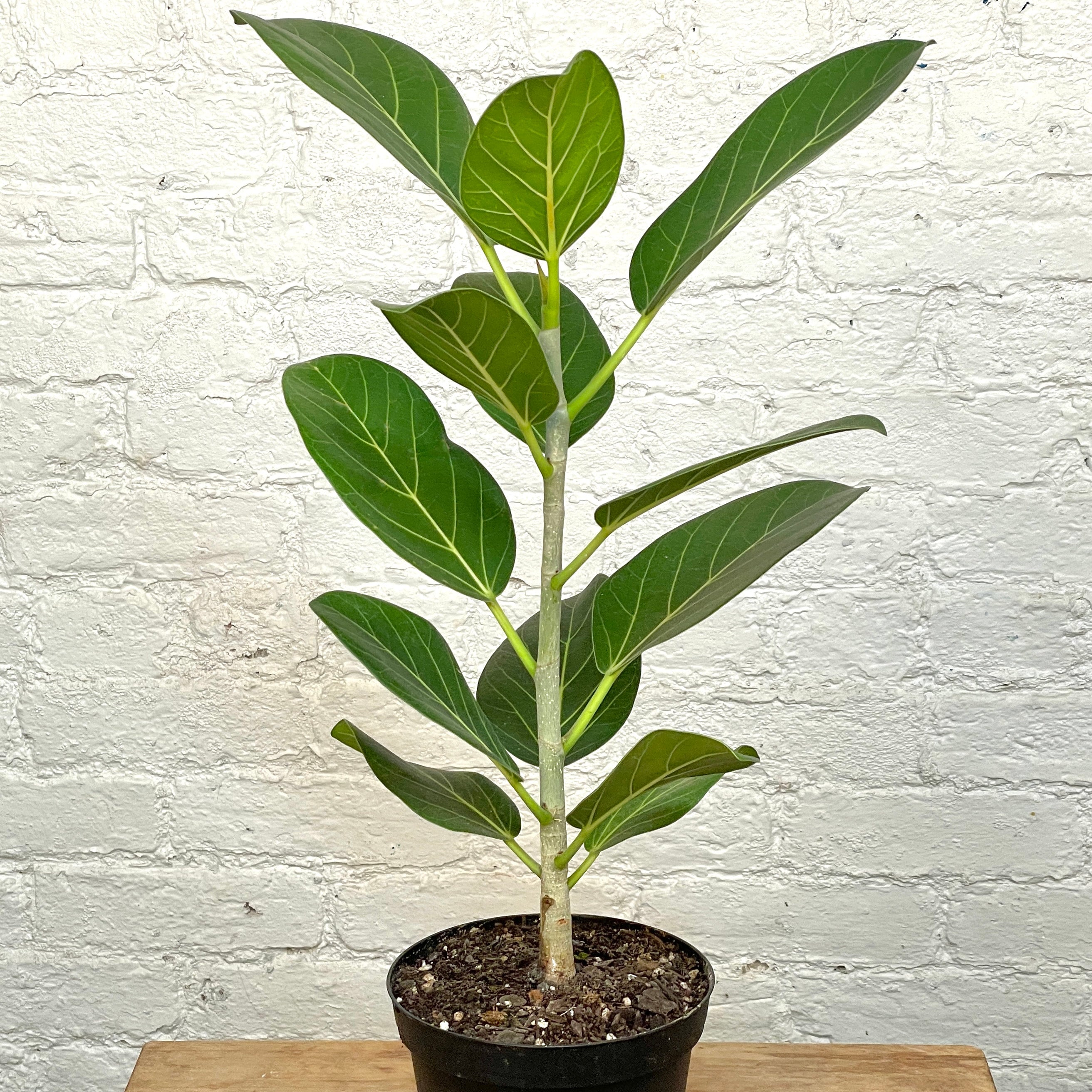 Ficus Audrey | Cloud-Hidden Plants - Houseplants, Succulent Bonsai ...