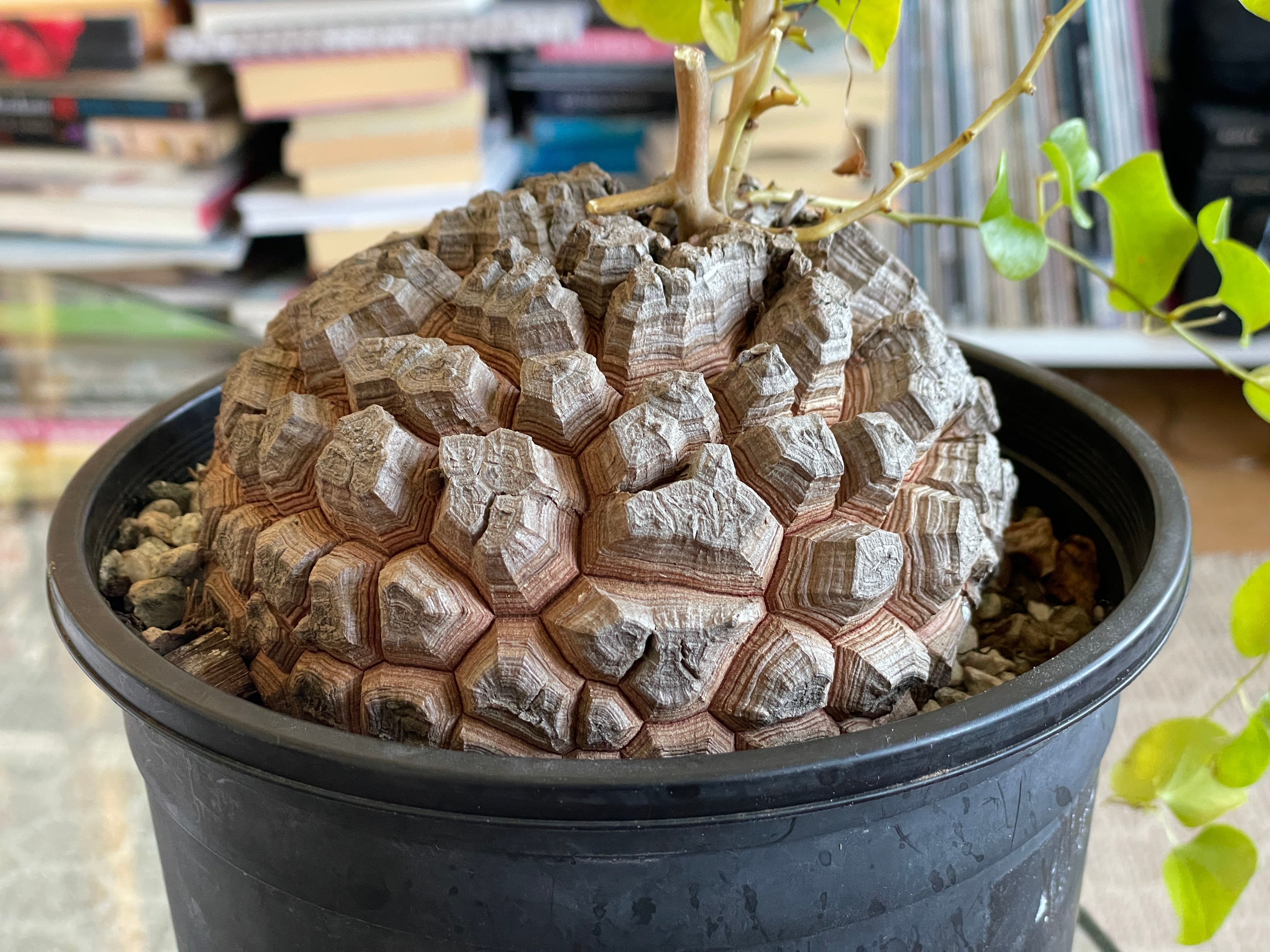 Dioscorea elephantipes April 2025 | Cloud-Hidden Plants - Houseplants ...