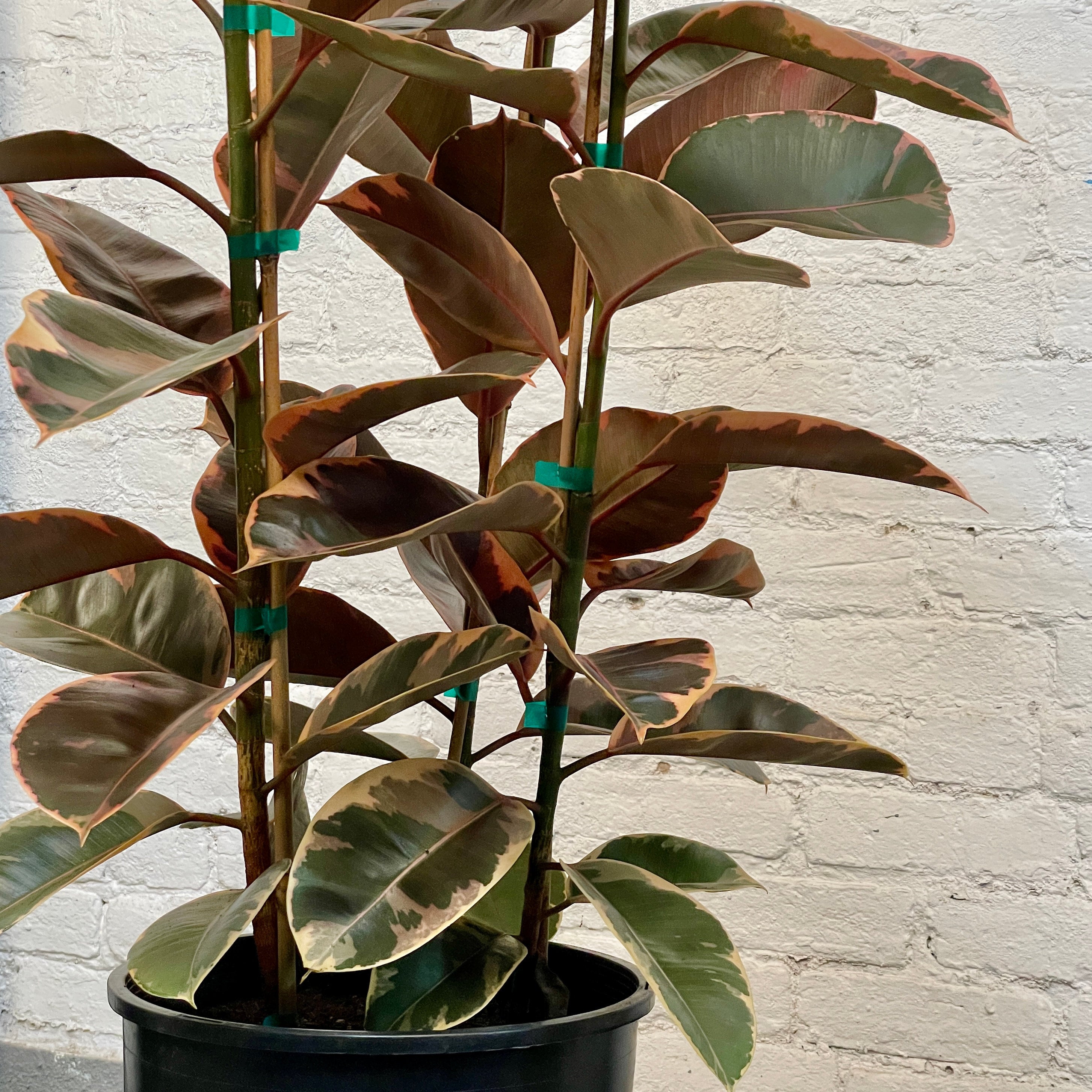 LARGE Rubber Plant - Ficus Elastica Decora Ruby | Cloud-Hidden Plants ...