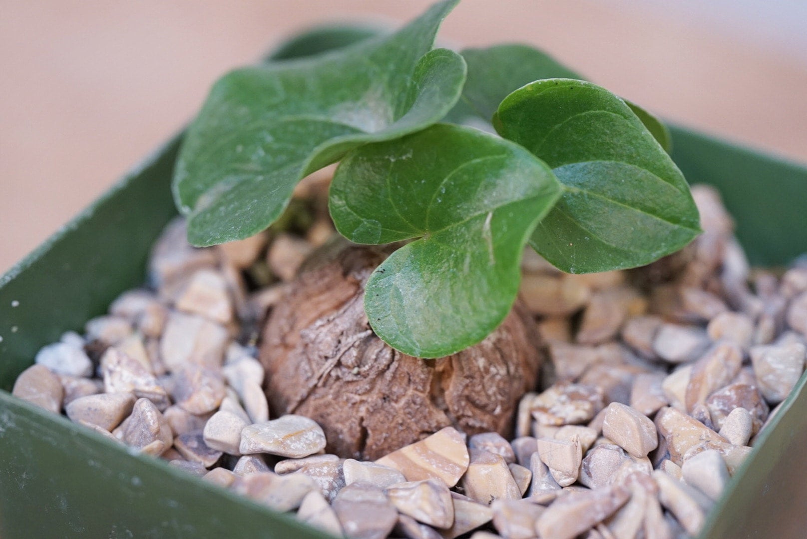 Dioscorea elephantipes | Cloud-Hidden Plants - Houseplants, Succulent ...