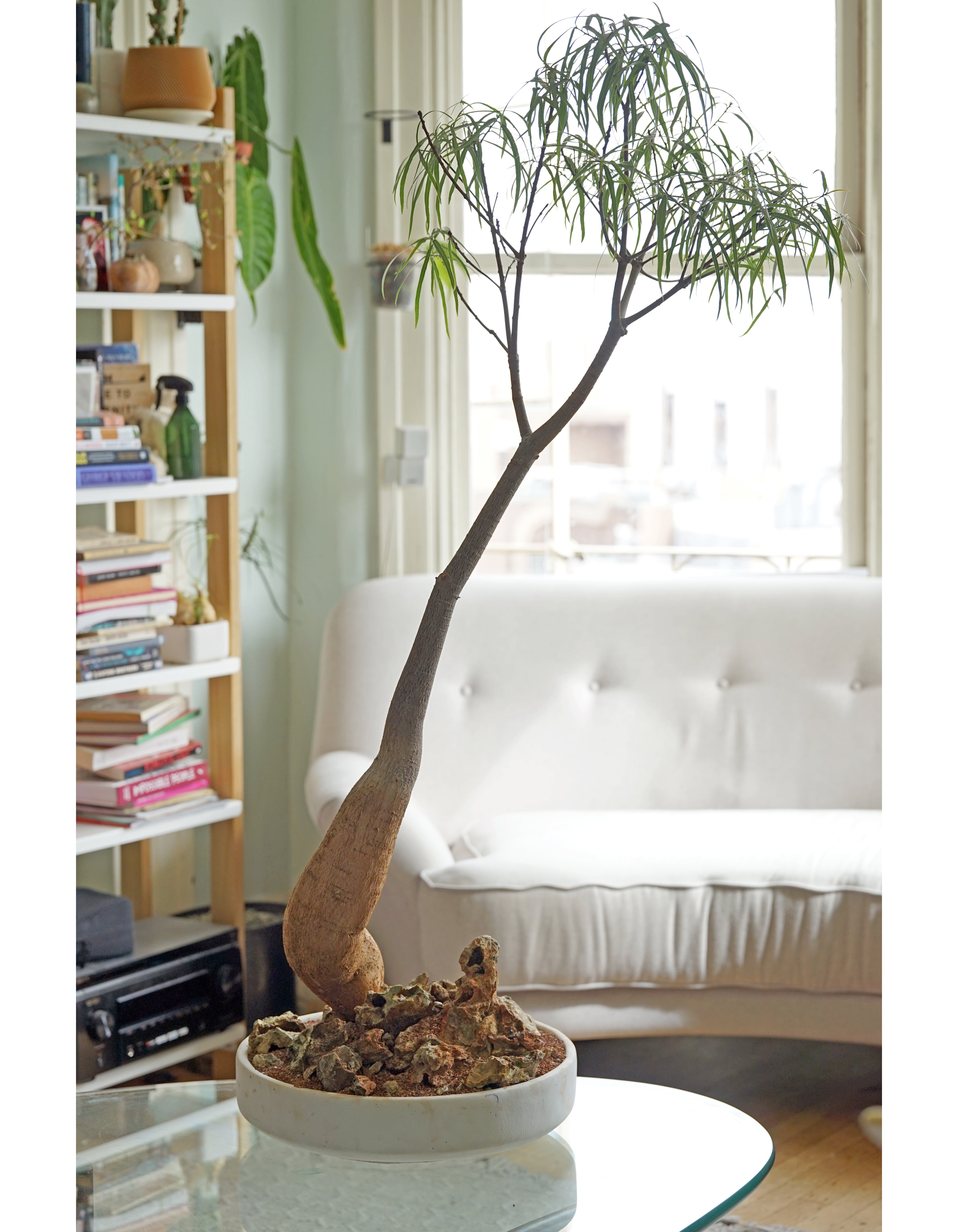 Sculptural Queensland Bottle Tree in low white bowl - Brachychiton ...