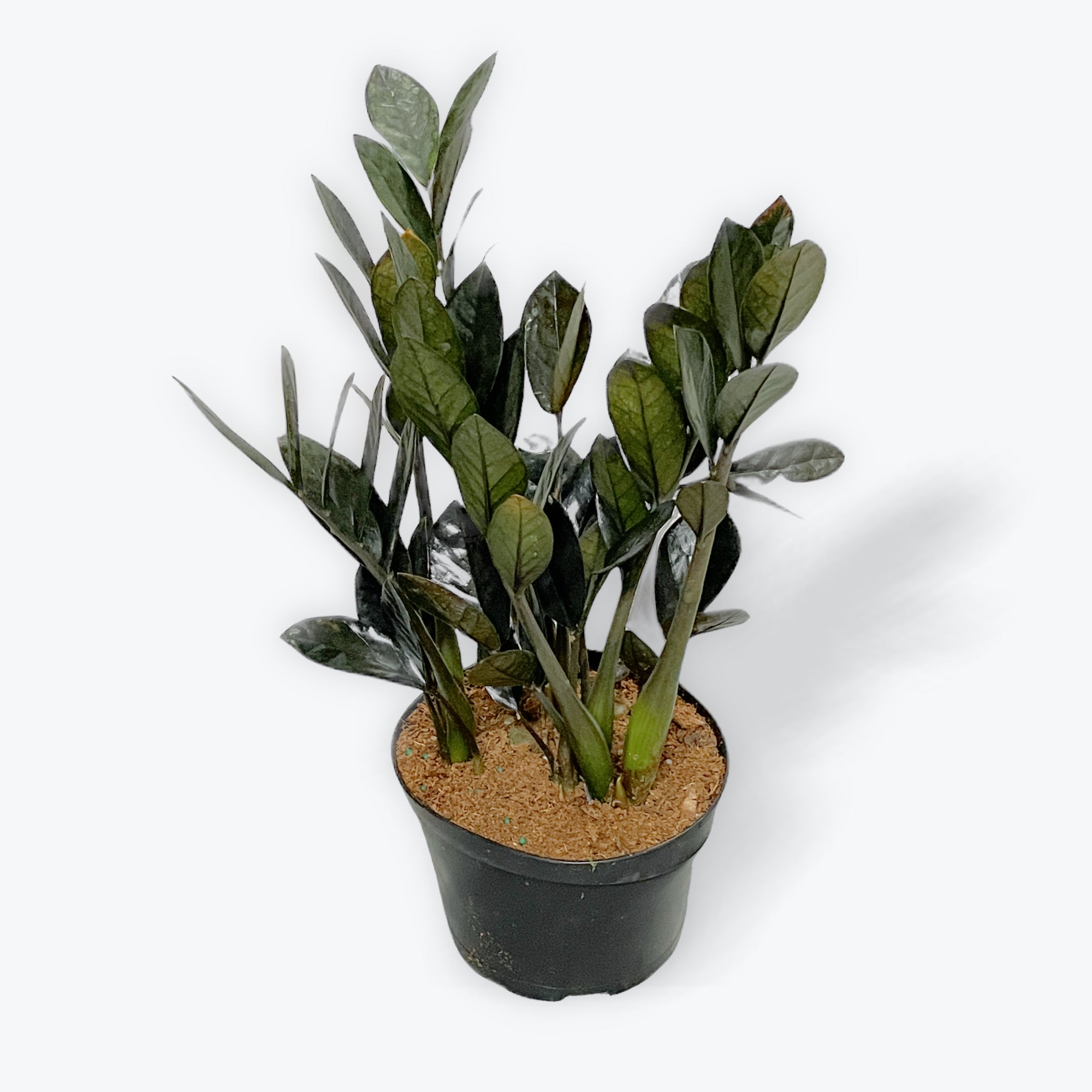 ZZ Plant Raven | Cloud-Hidden Plants - Houseplants, Succulent Bonsai ...