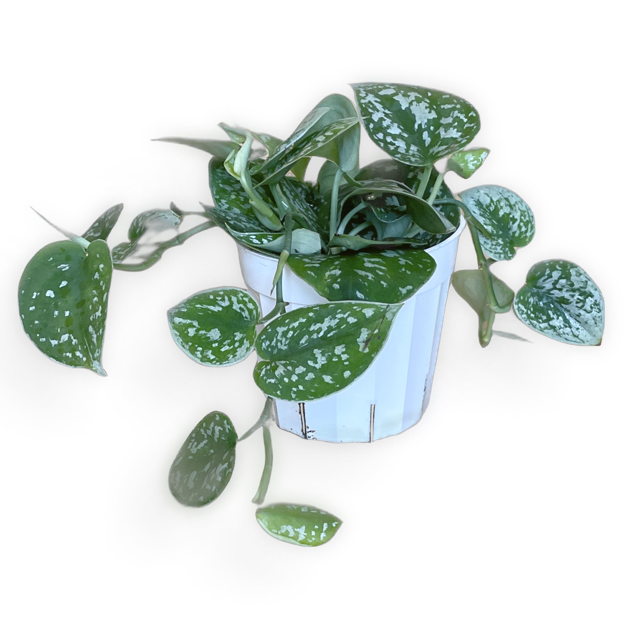 Scindapsus Pictus ‘Exotica’ - Pothos Satin | Cloud-Hidden Plants - A ...