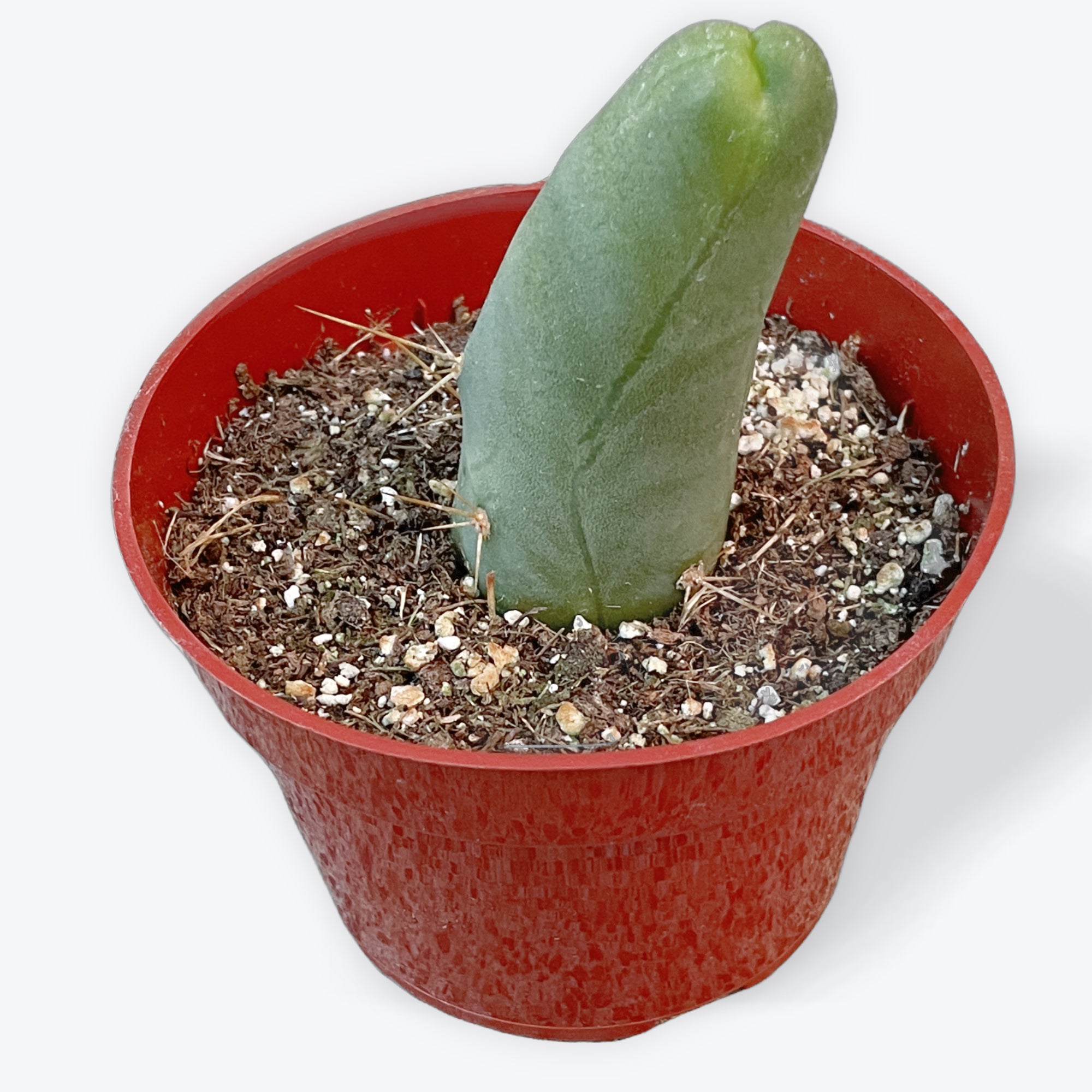 Trichocereus bridgesii monstrose AKA Penis Cactus | Cloud-Hidden Plants - A Unique Plant Store ...