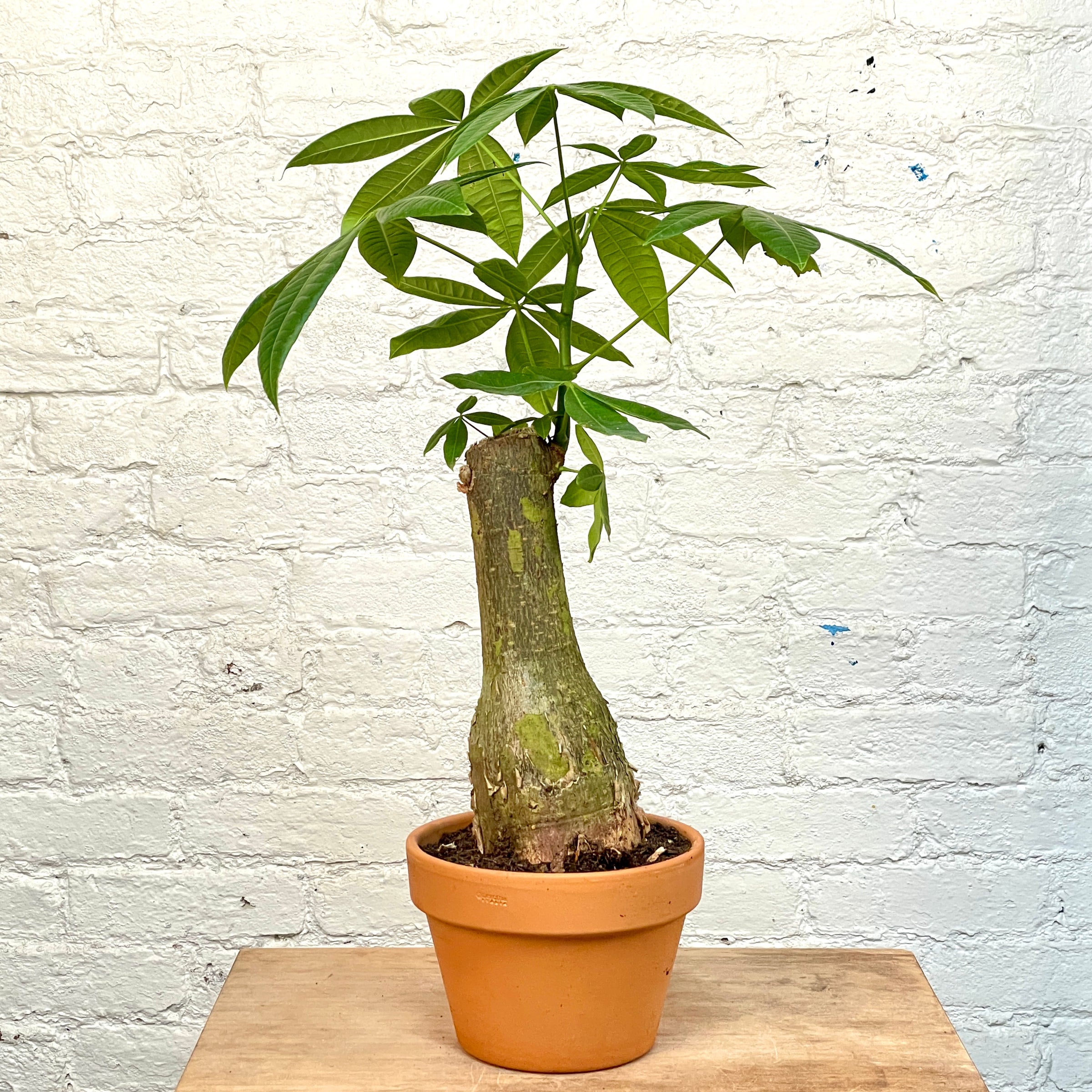Pachira Aquatica Houseplant