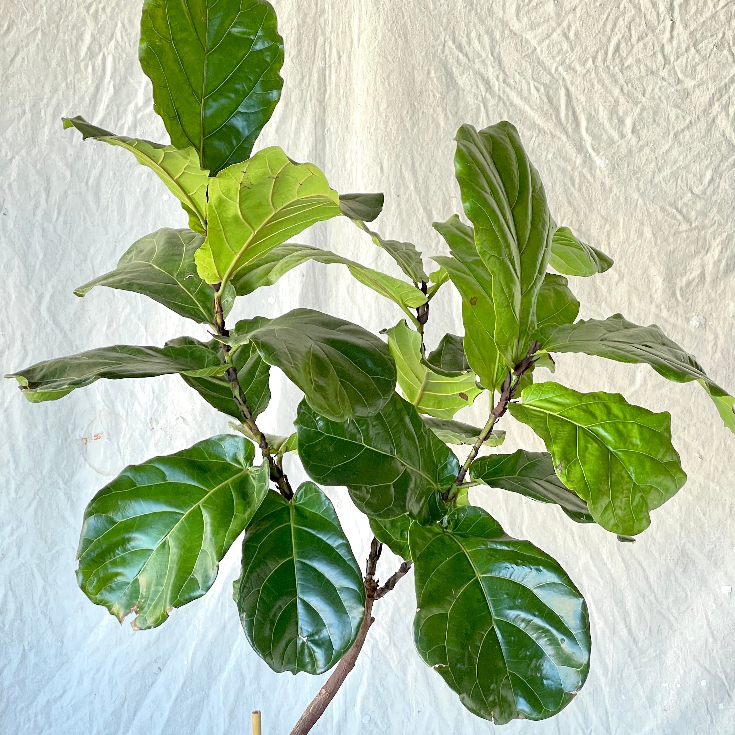 Fiddle Leaf Fig - Ficus lyrata | Cloud-Hidden Plants - A Unique Plant ...