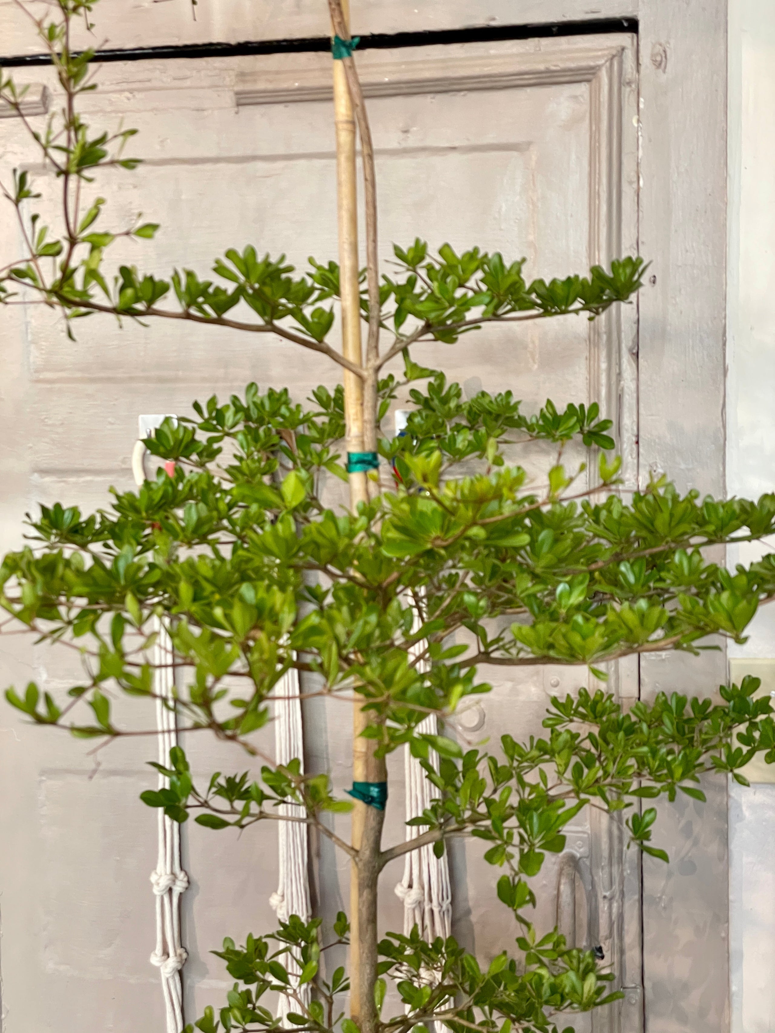 Shady Lady - Black Olive Tree - Bucida buceras | Cloud-Hidden Plants ...