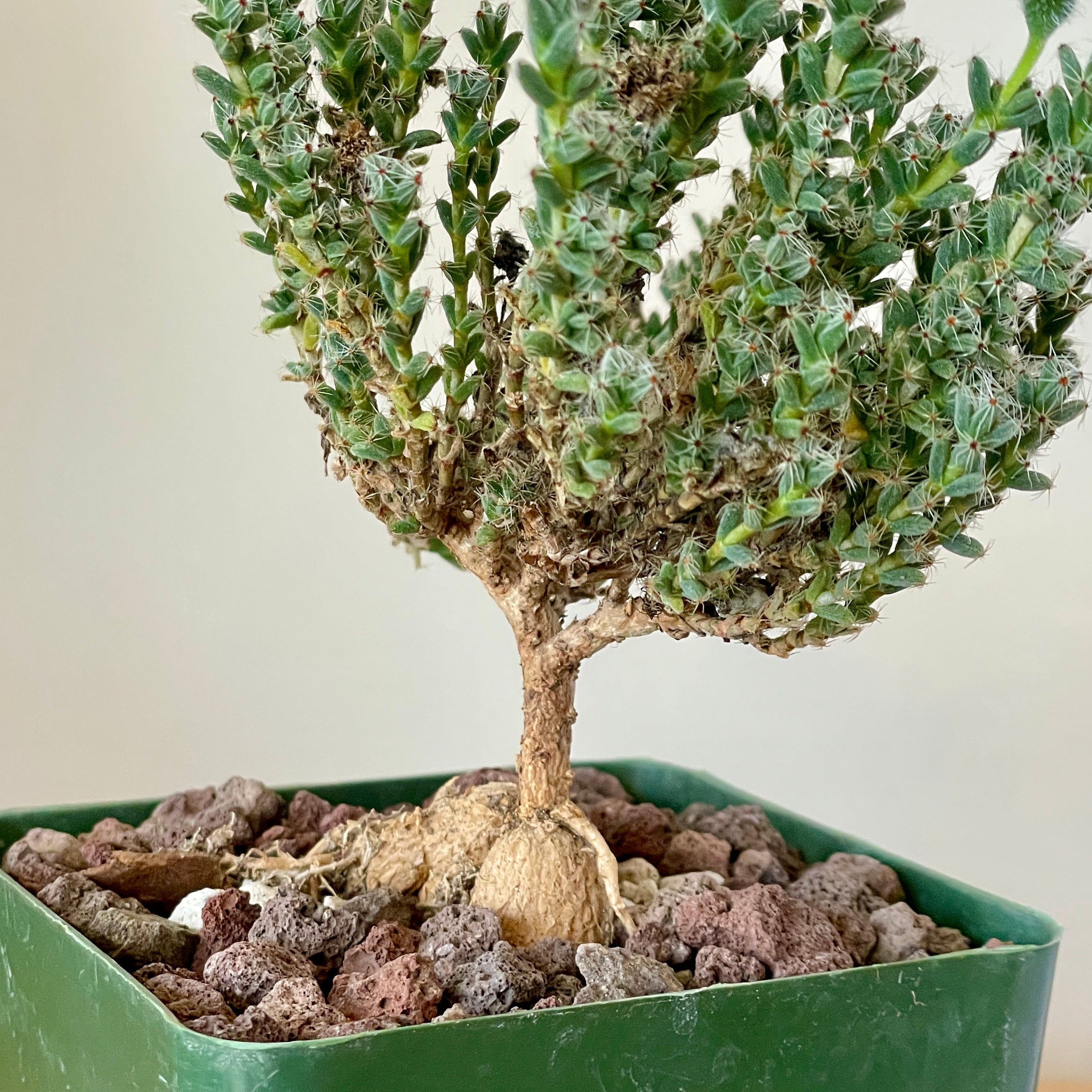 Trichodiadema bulbosum | Cloud-Hidden Plants - Houseplants, Succulent ...