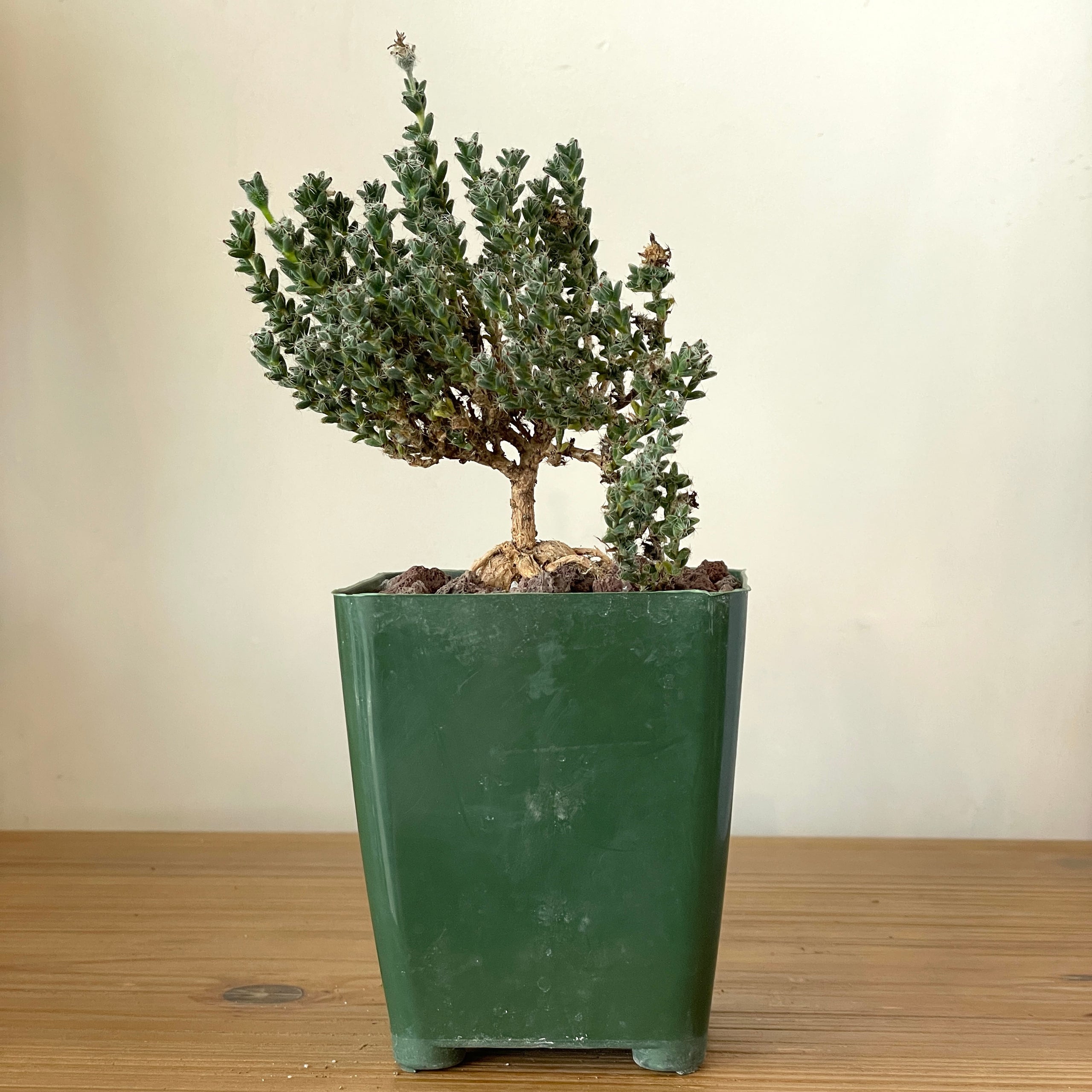 Trichodiadema bulbosum | Cloud-Hidden Plants - A Unique Plant Store in ...