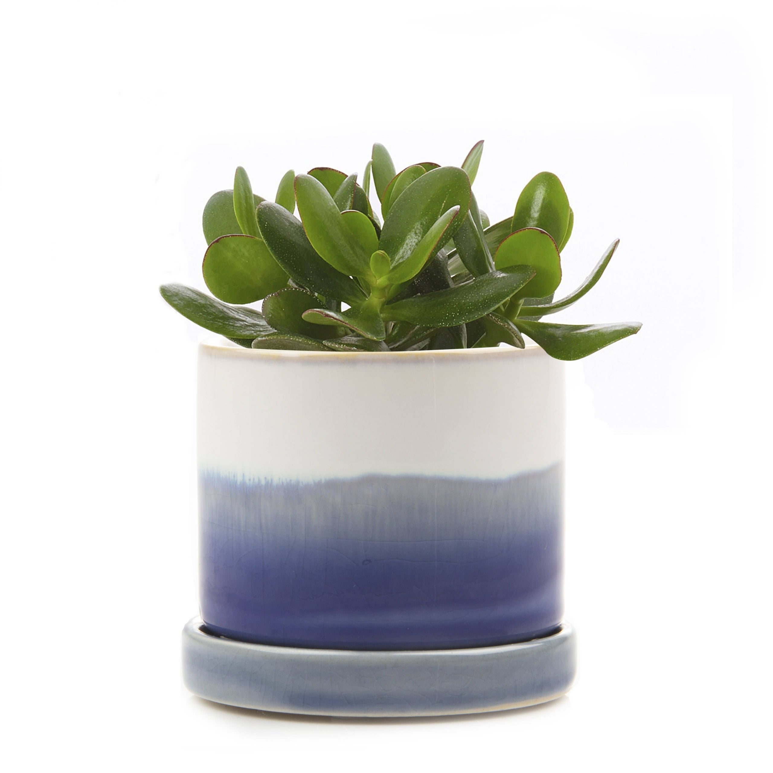 Chive - 3 Inch Minute Planter Pot & Saucer - Blue Base | Cloud-Hidden ...
