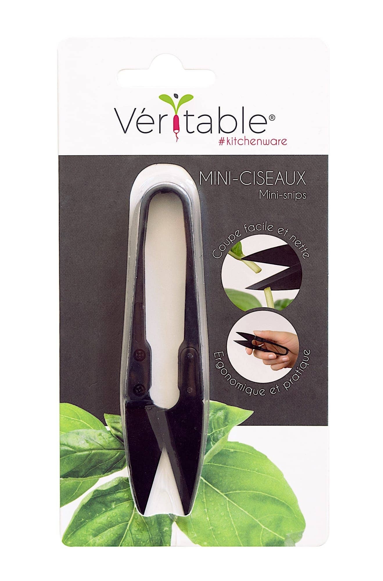 Mini-Snips | Cloud-Hidden Plants - Houseplants, Succulent Bonsai & Caudex San Francisco