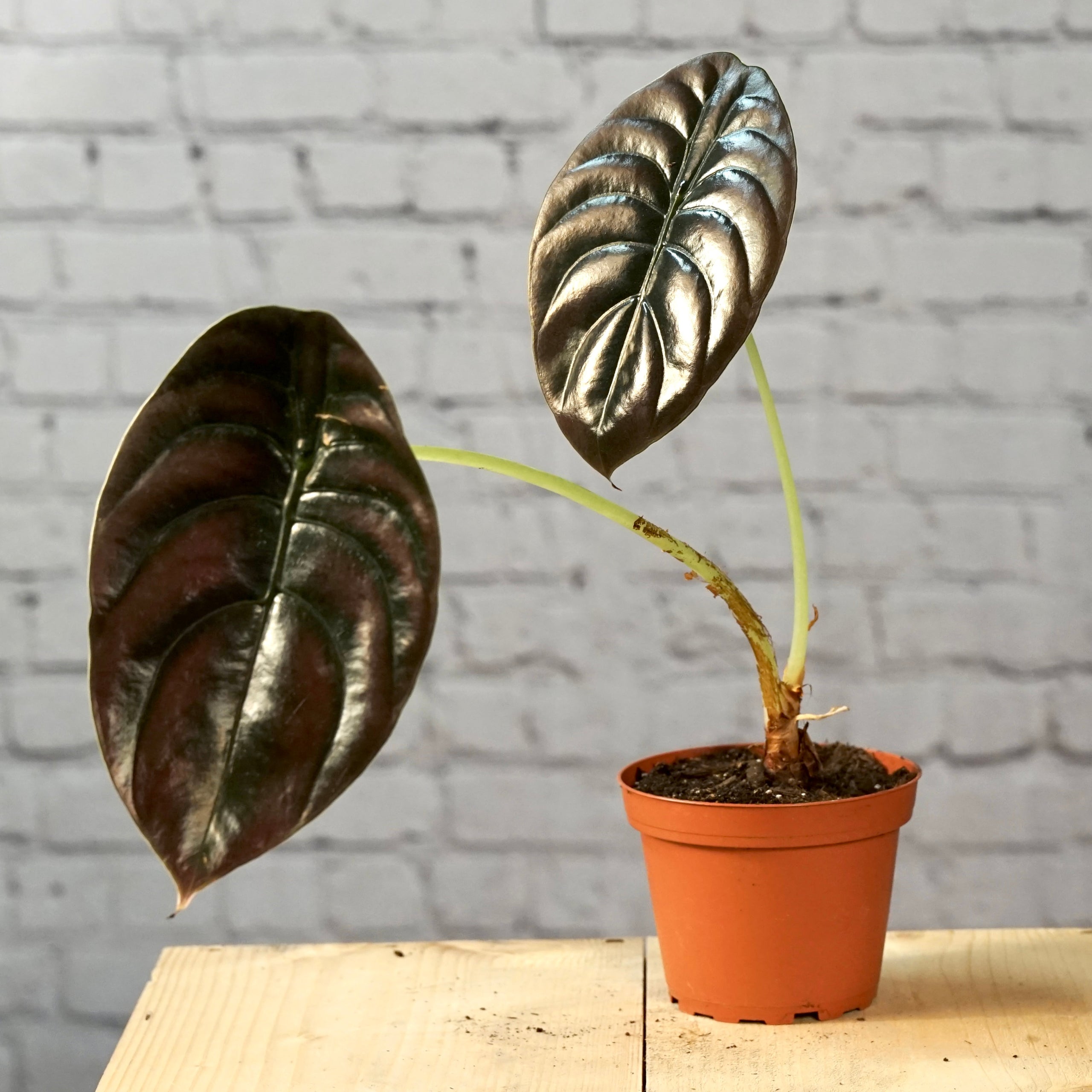 Alocasia Red Secret | Cloud-Hidden Plants - Houseplants, Succulent ...
