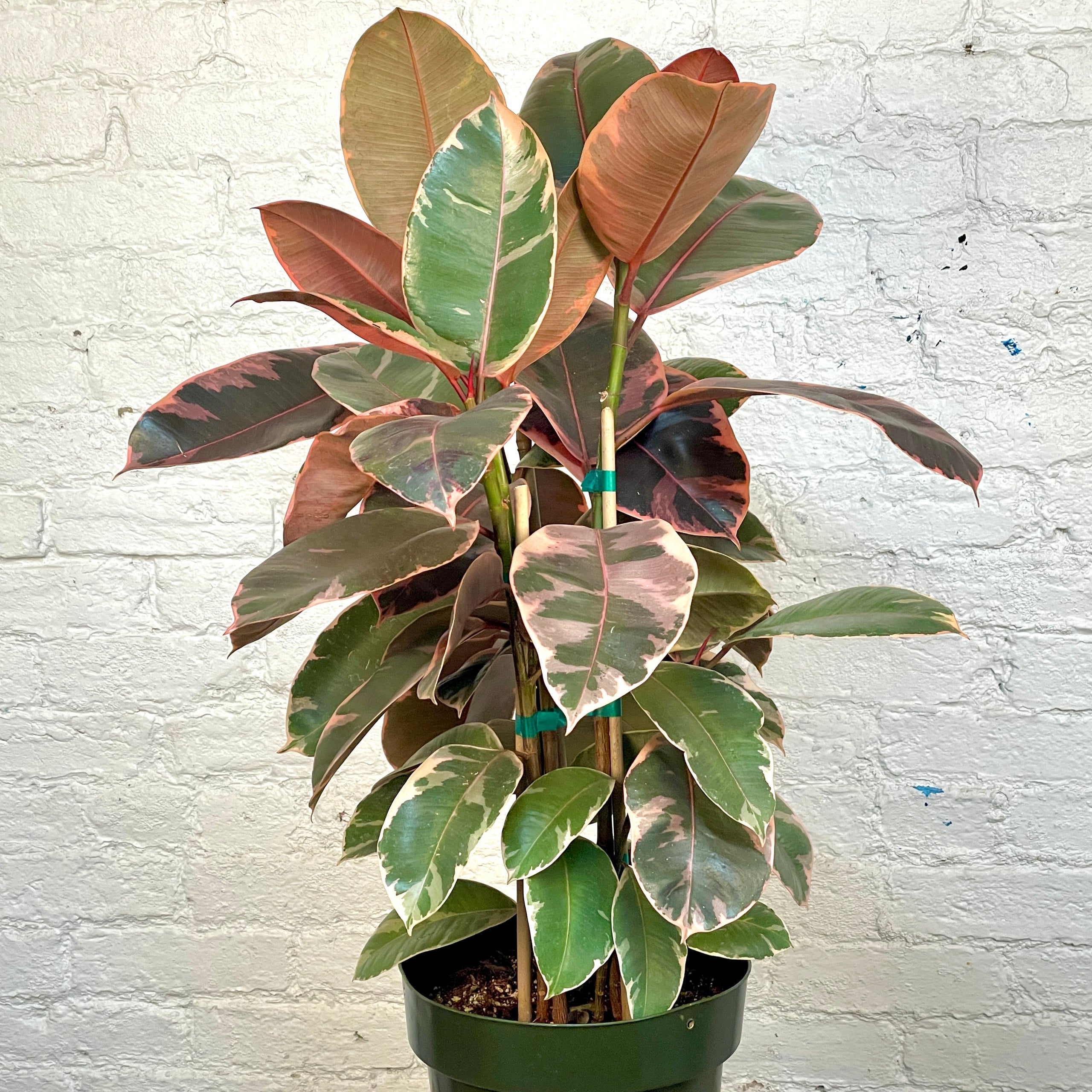 Rubber Plant - Ficus Decora Ruby | Cloud-Hidden Plants - A Unique Plant ...