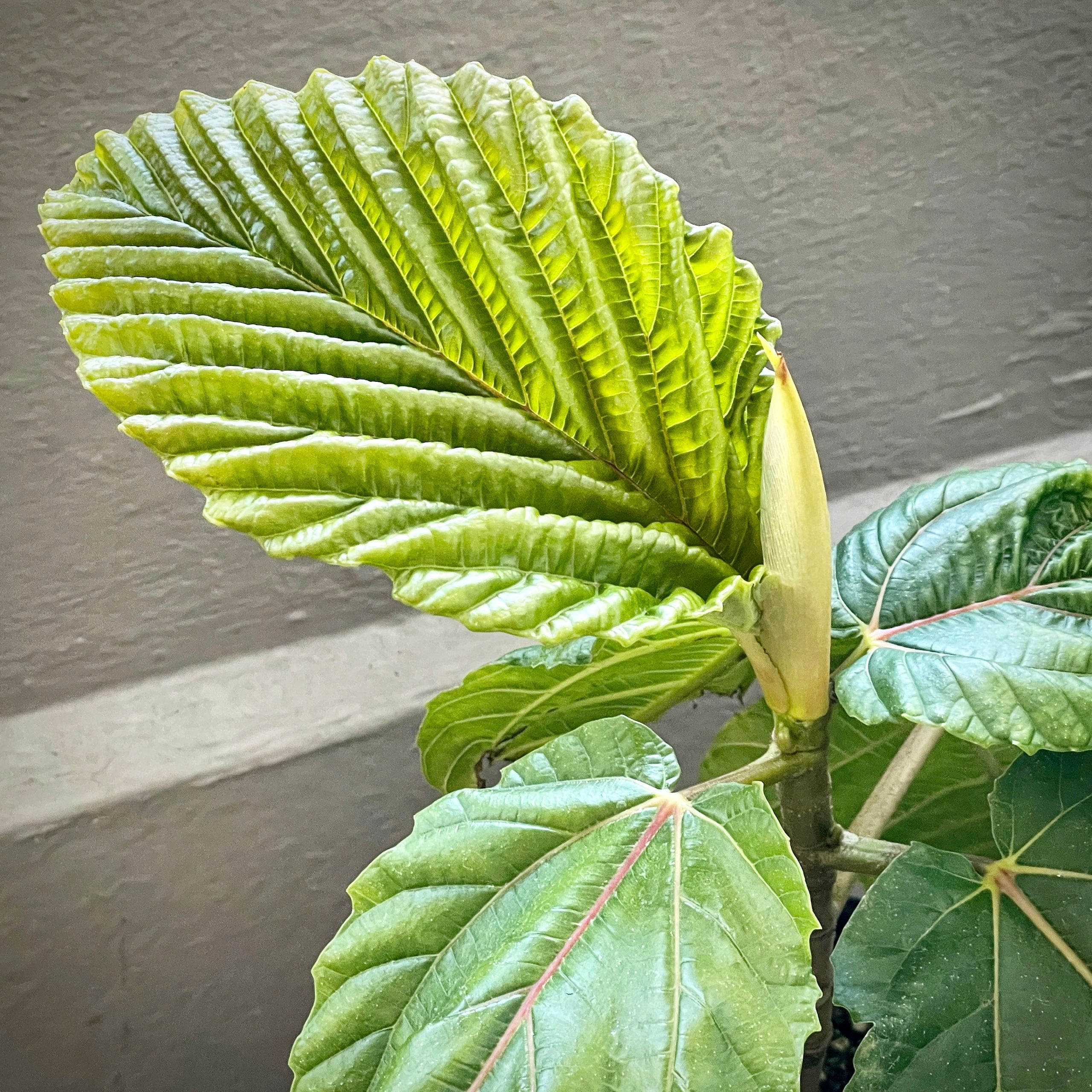 Ficus dammaropsis | Cloud-Hidden Plants - Houseplants, Succulent Bonsai ...
