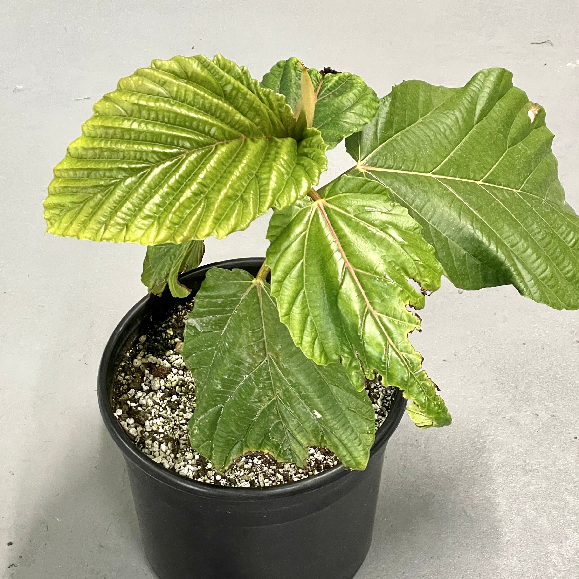 Ficus dammaropsis | Cloud-Hidden Plants - Houseplants, Succulent Bonsai ...