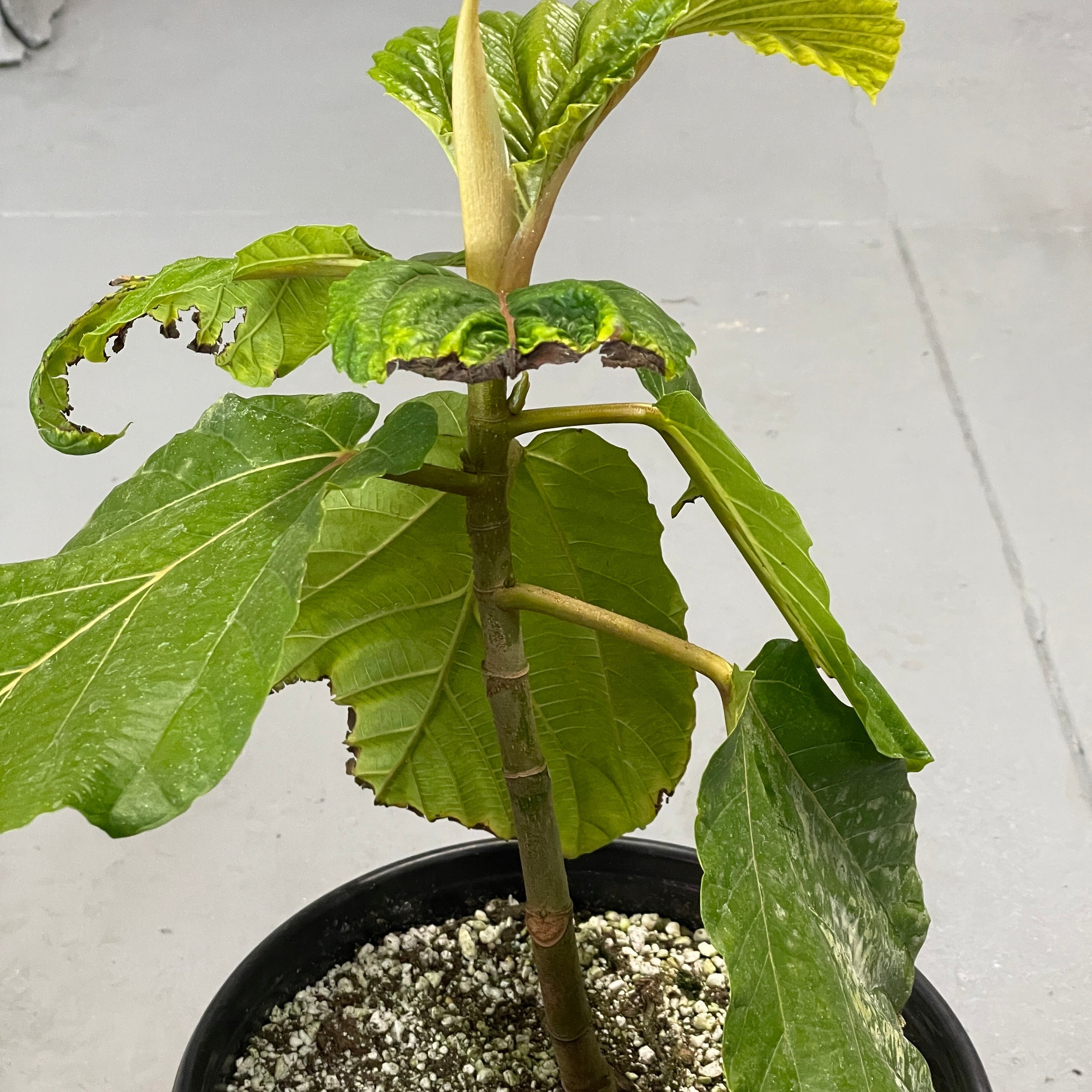 Ficus dammaropsis | Cloud-Hidden Plants - Houseplants, Succulent Bonsai ...