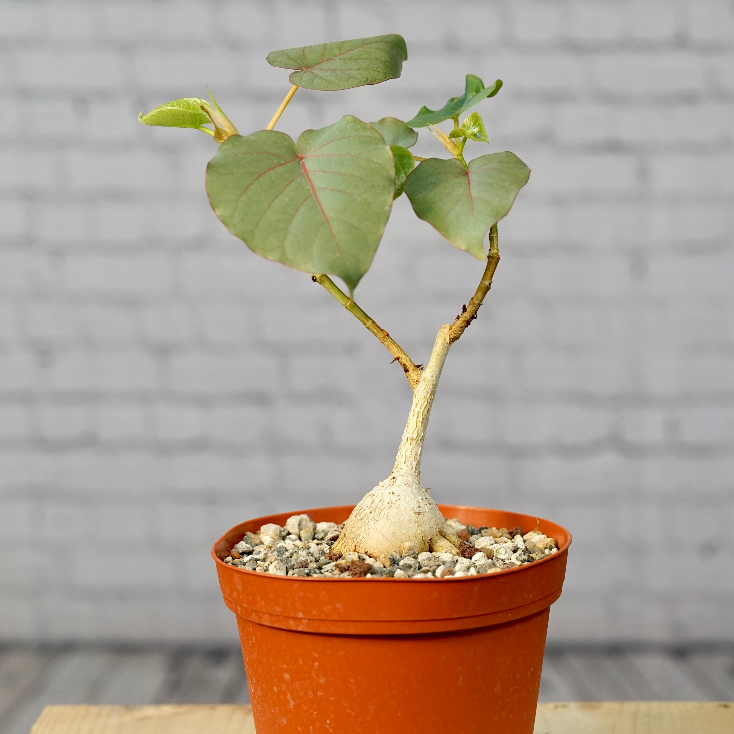 Ficus Petiolaris | Cloud-Hidden Plants - Houseplants, Succulent Bonsai ...