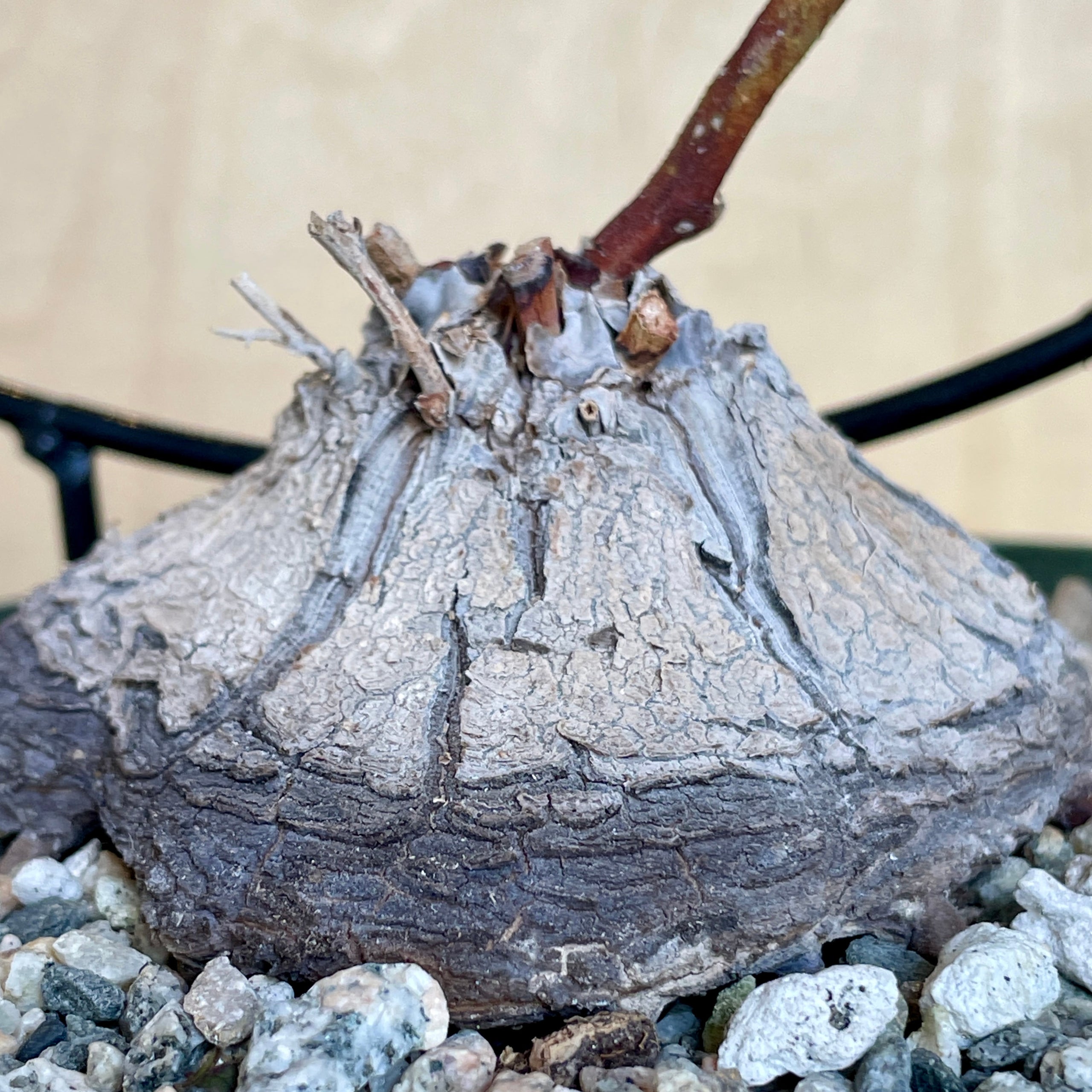 Dioscorea sylvatica | Cloud-Hidden Plants - A Unique Plant Store in ...