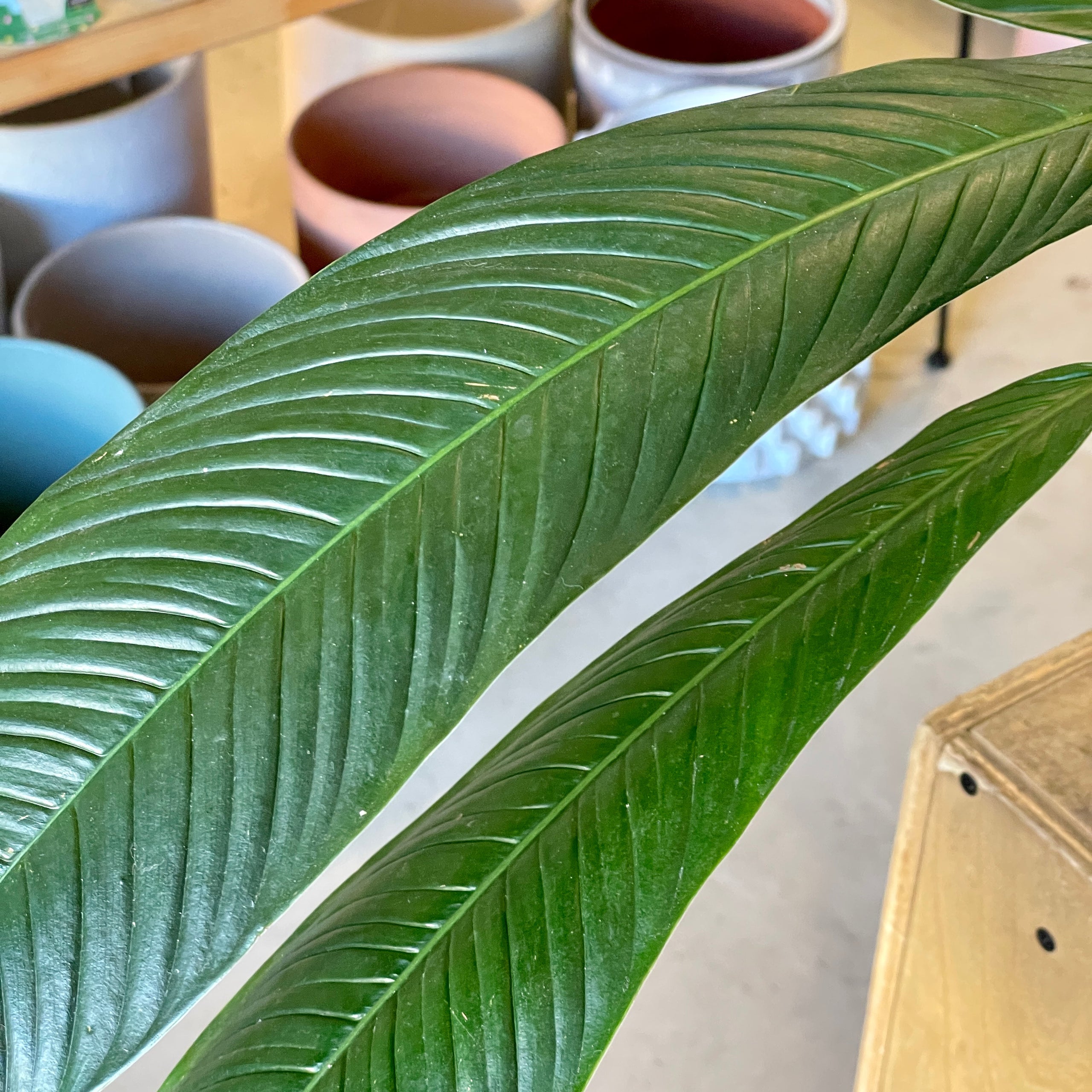 Philodendron campii | Cloud-Hidden Plants - A Unique Plant Store in ...