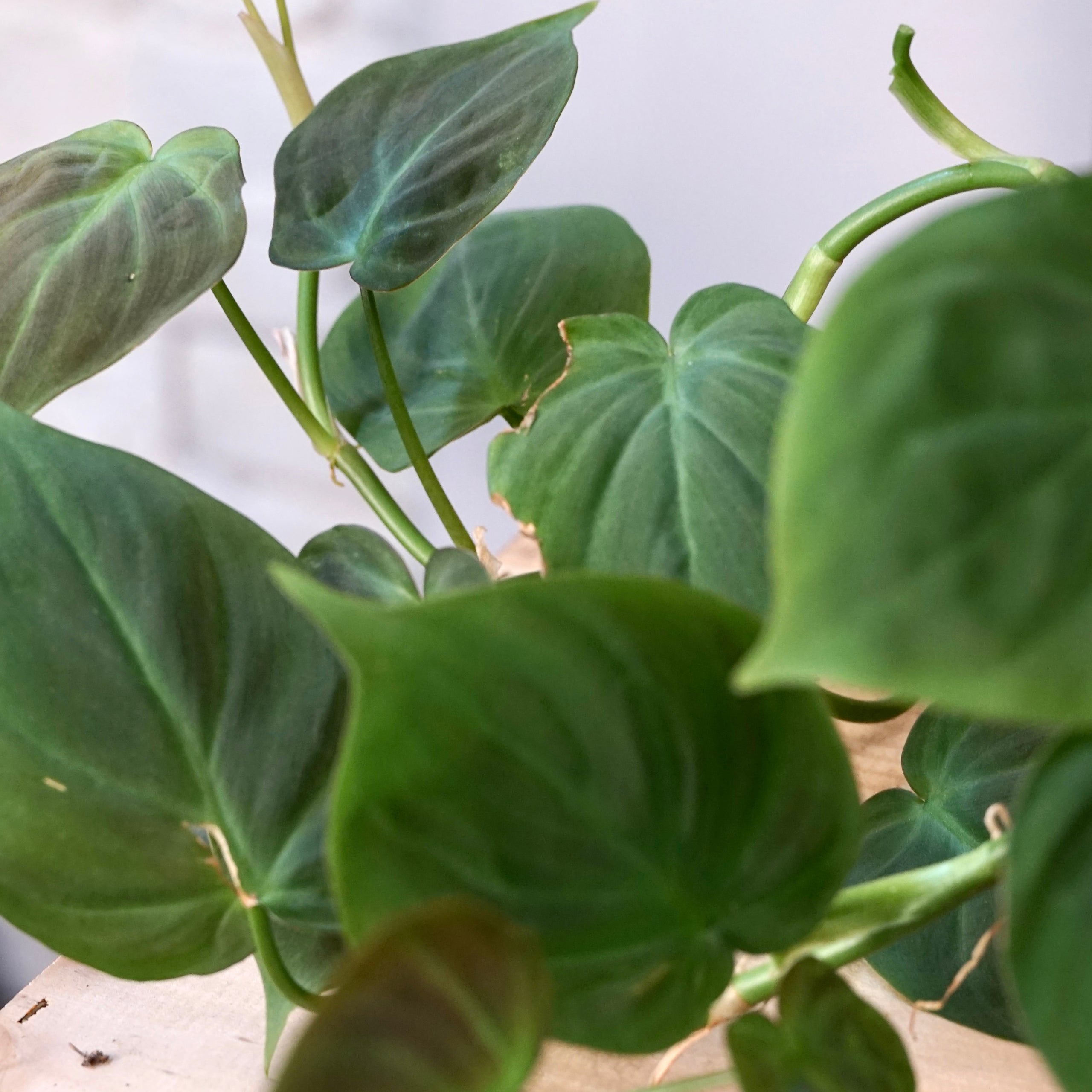 Philodendron camposportoanum | Cloud-Hidden Plants - A Unique Plant ...