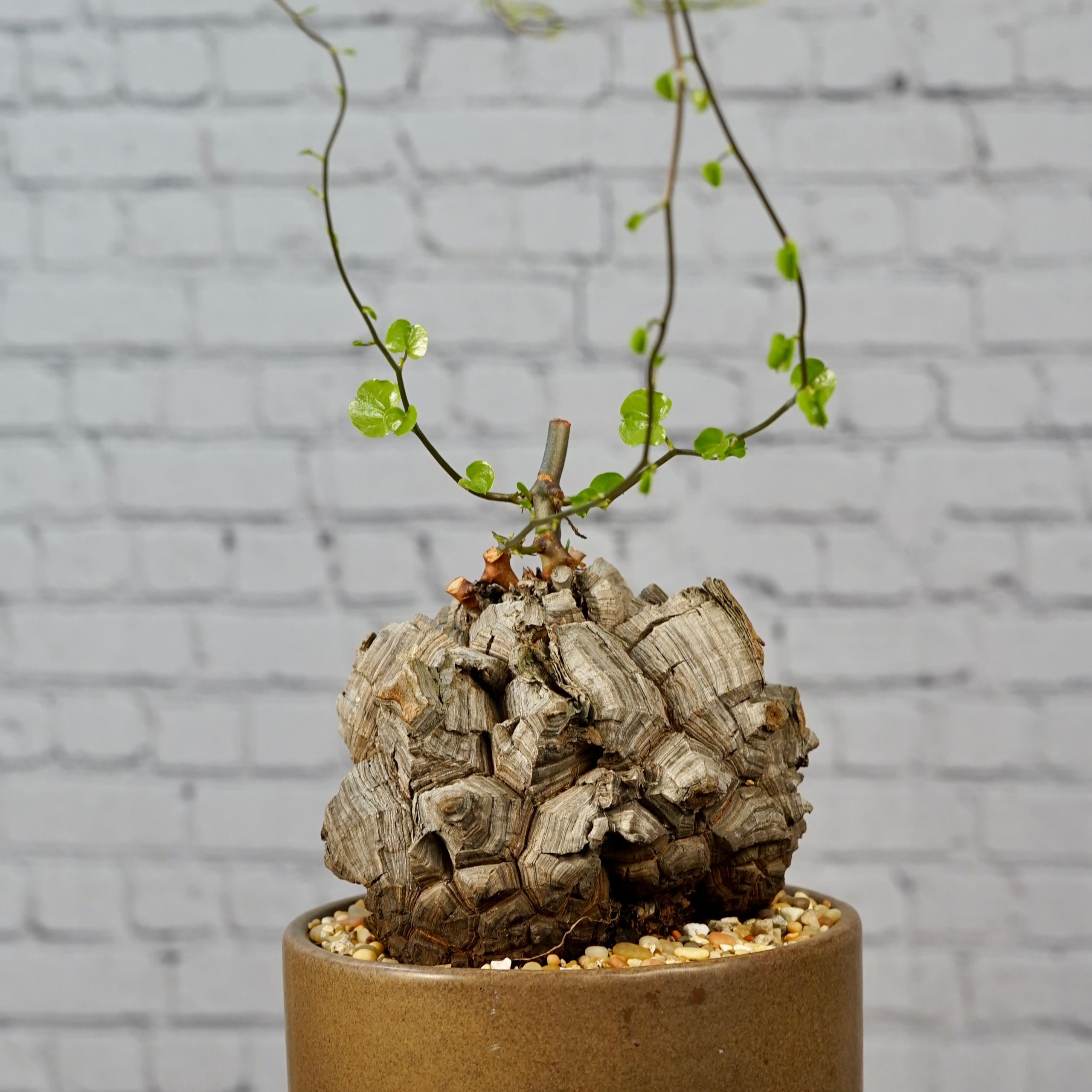 Dioscorea elephantipes - Very large specimen | Cloud-Hidden Plants - A ...