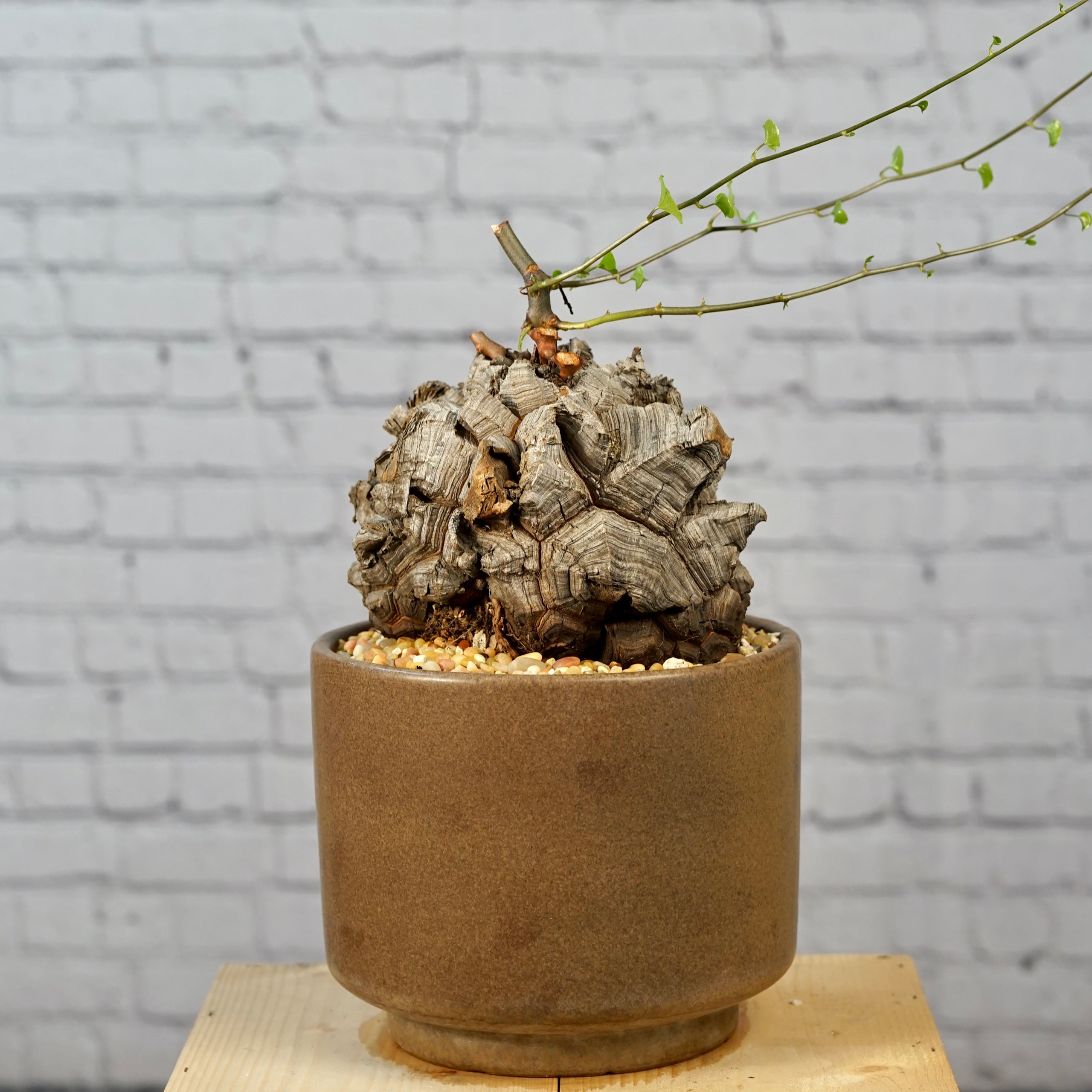 Dioscorea elephantipes - Very large specimen | Cloud-Hidden Plants - A ...