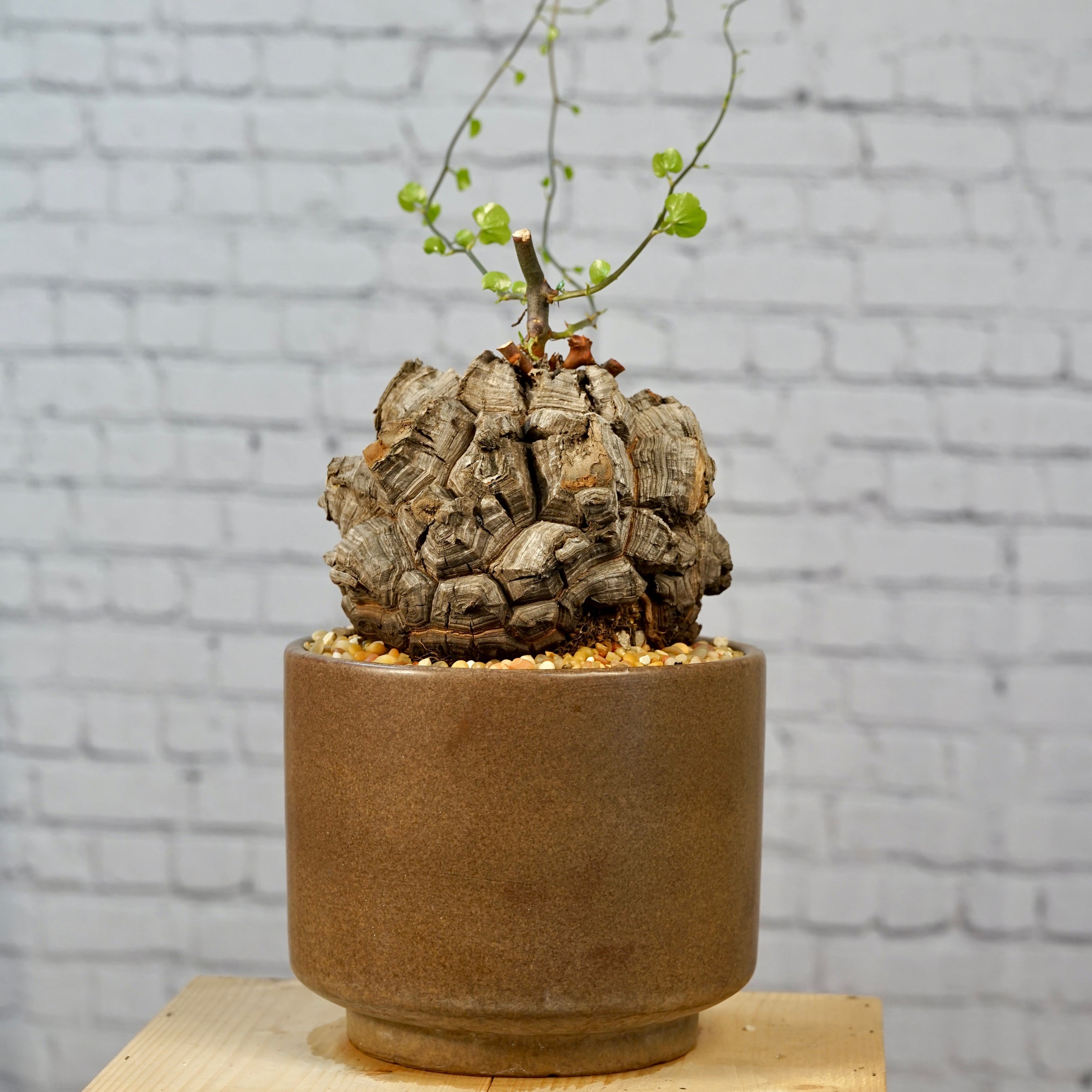 Dioscorea elephantipes - Very large specimen | Cloud-Hidden Plants - A ...