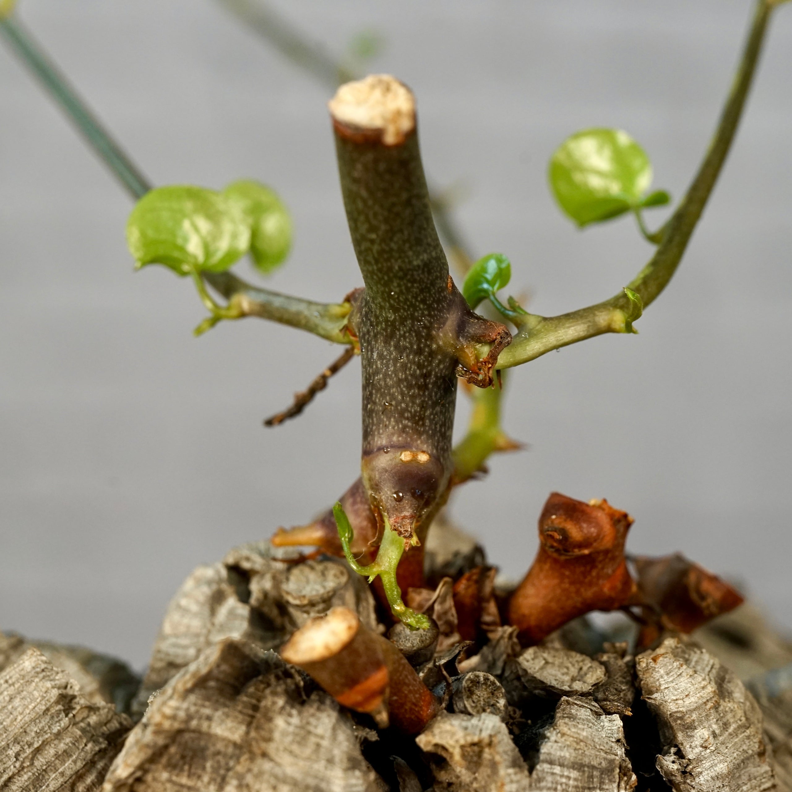 Dioscorea elephantipes - Very large specimen | Cloud-Hidden Plants - A ...