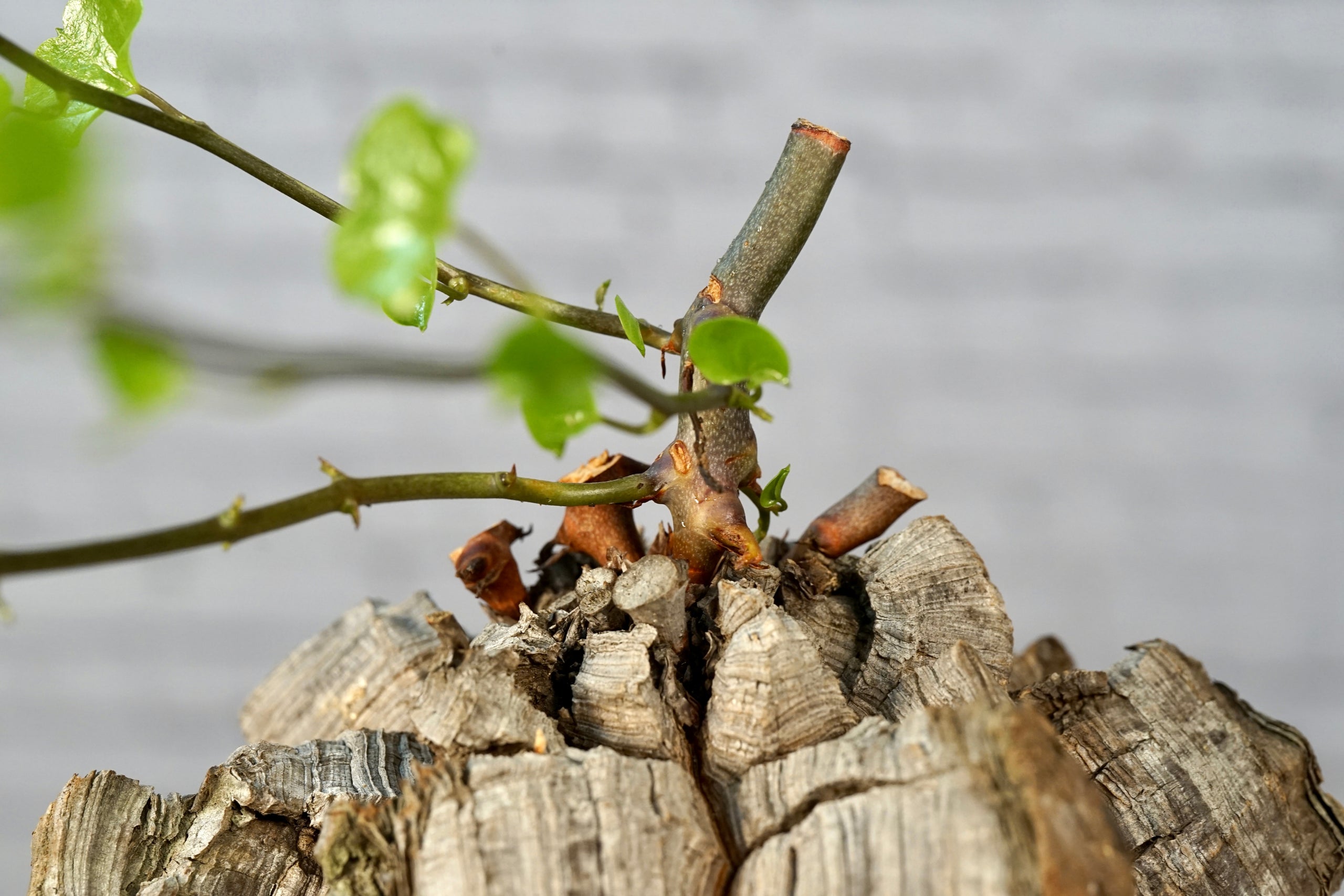 Dioscorea elephantipes - Very large specimen | Cloud-Hidden Plants - A ...