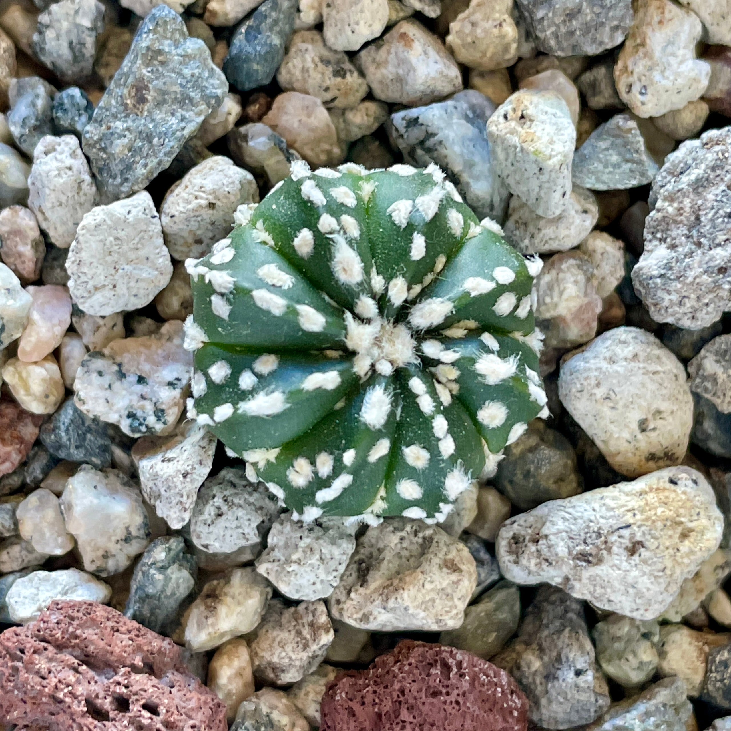 Astrophytum Super Kabuto (aterias) Cactus | Cloud-Hidden Plants - A ...