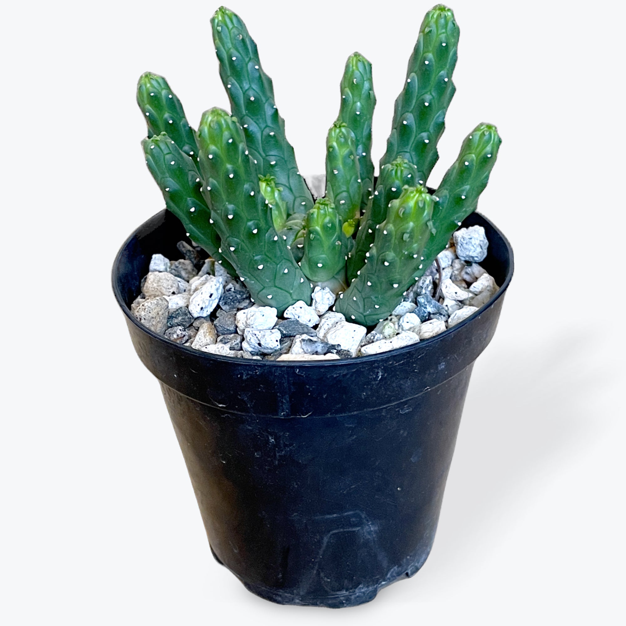 Euphorbia inermis | Cloud-Hidden Plants - A Unique Plant Store in North ...