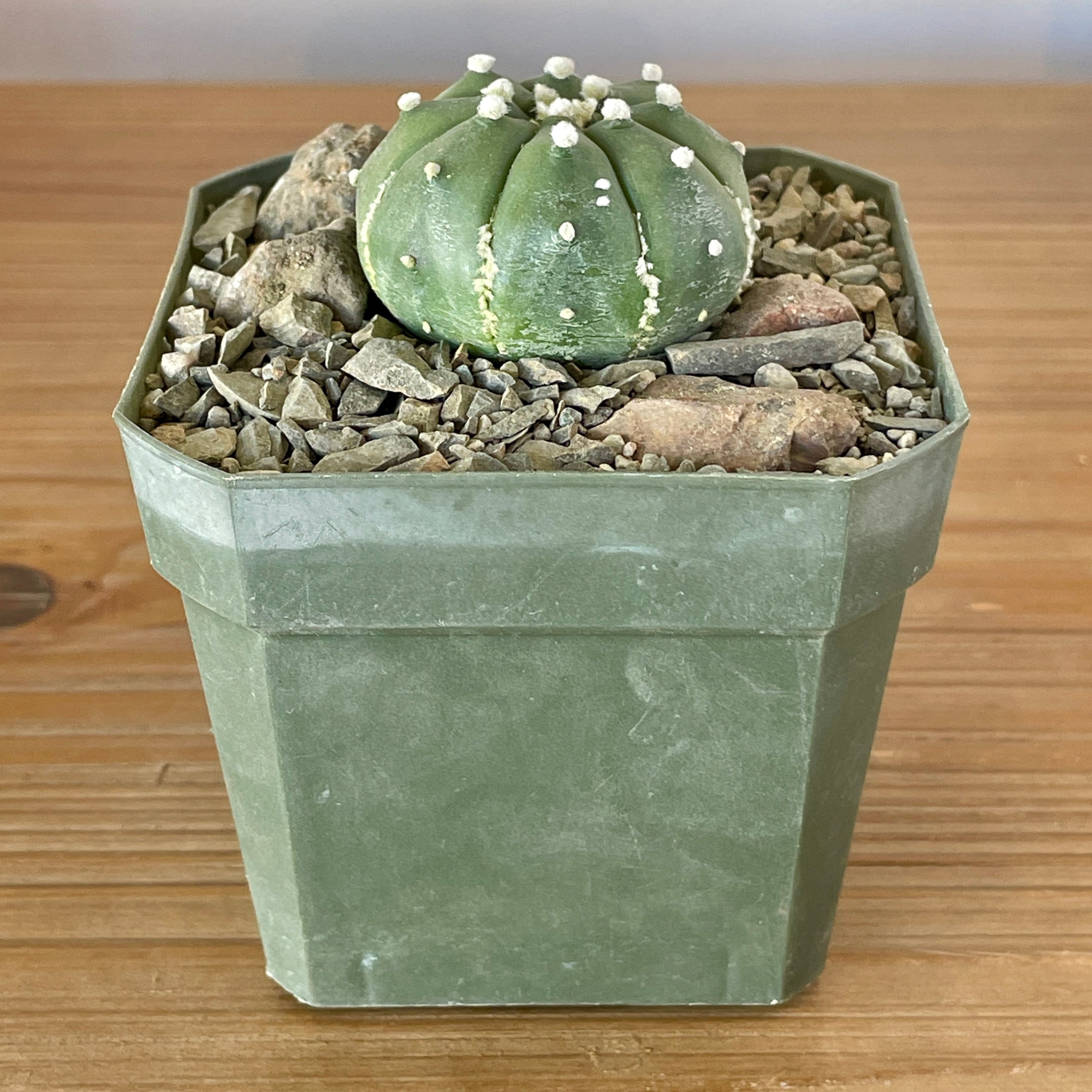 Astrophytum asterias - Star Cactus | Cloud-Hidden Plants - A Unique ...