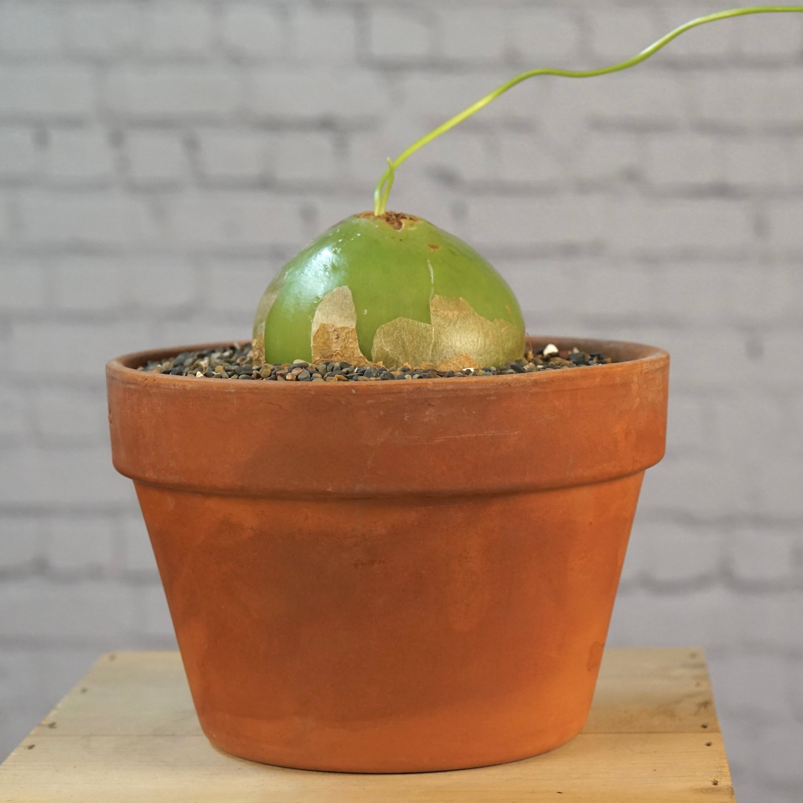 Bowiea volubilis large specimen | Cloud-Hidden Plants - A Unique Plant ...