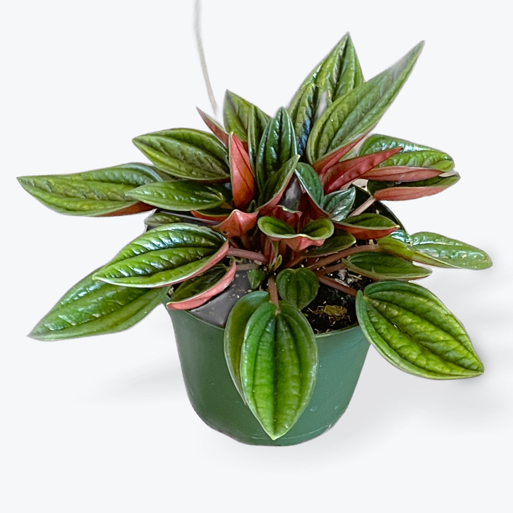 Peperomia Rosso | Cloud-Hidden Plants - A Unique Plant Store in North ...