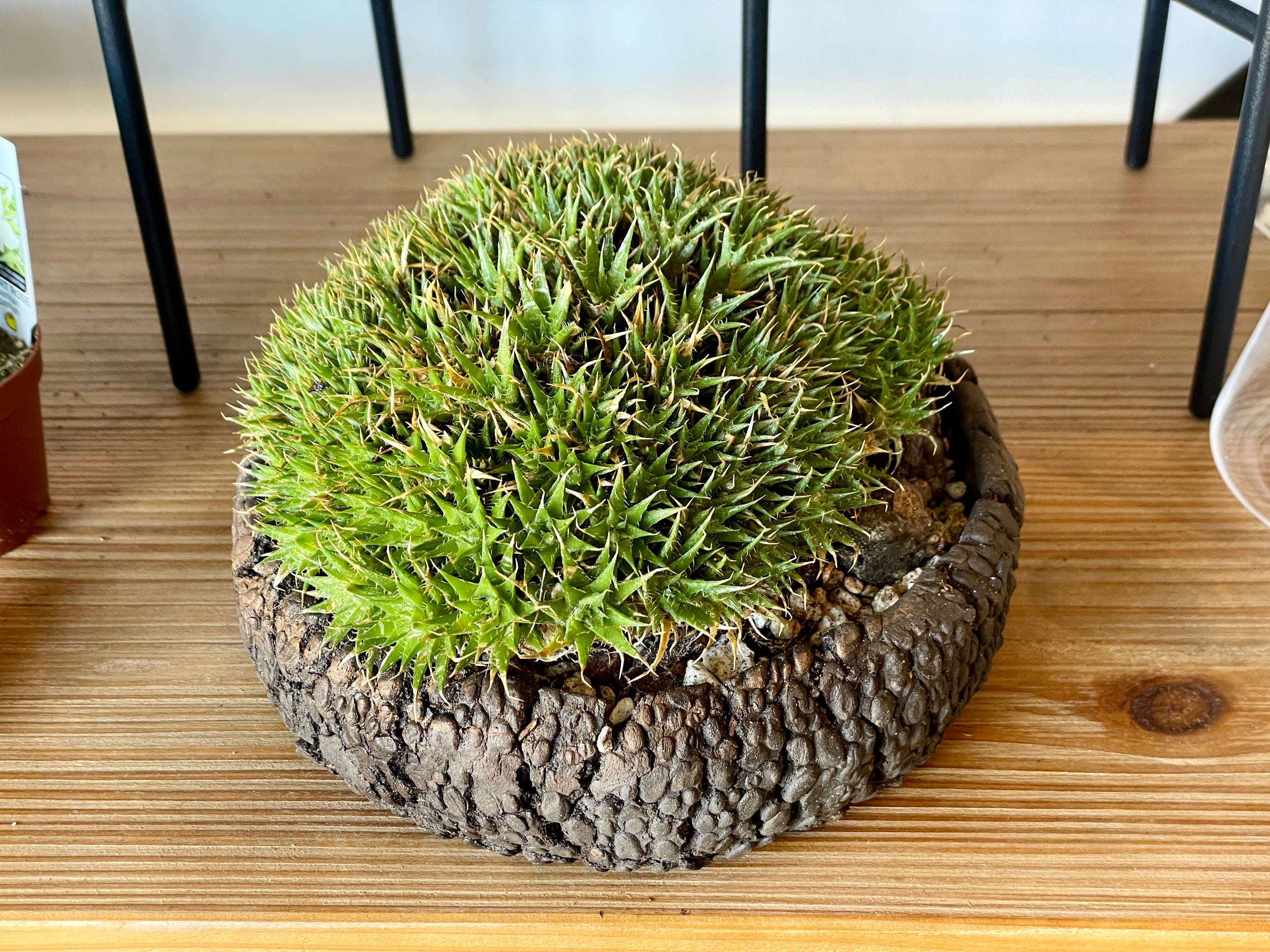 Deuterocohnia brevifolia in Cloud-Hidden Plants Pottery | Cloud-Hidden Plants - Houseplants ...