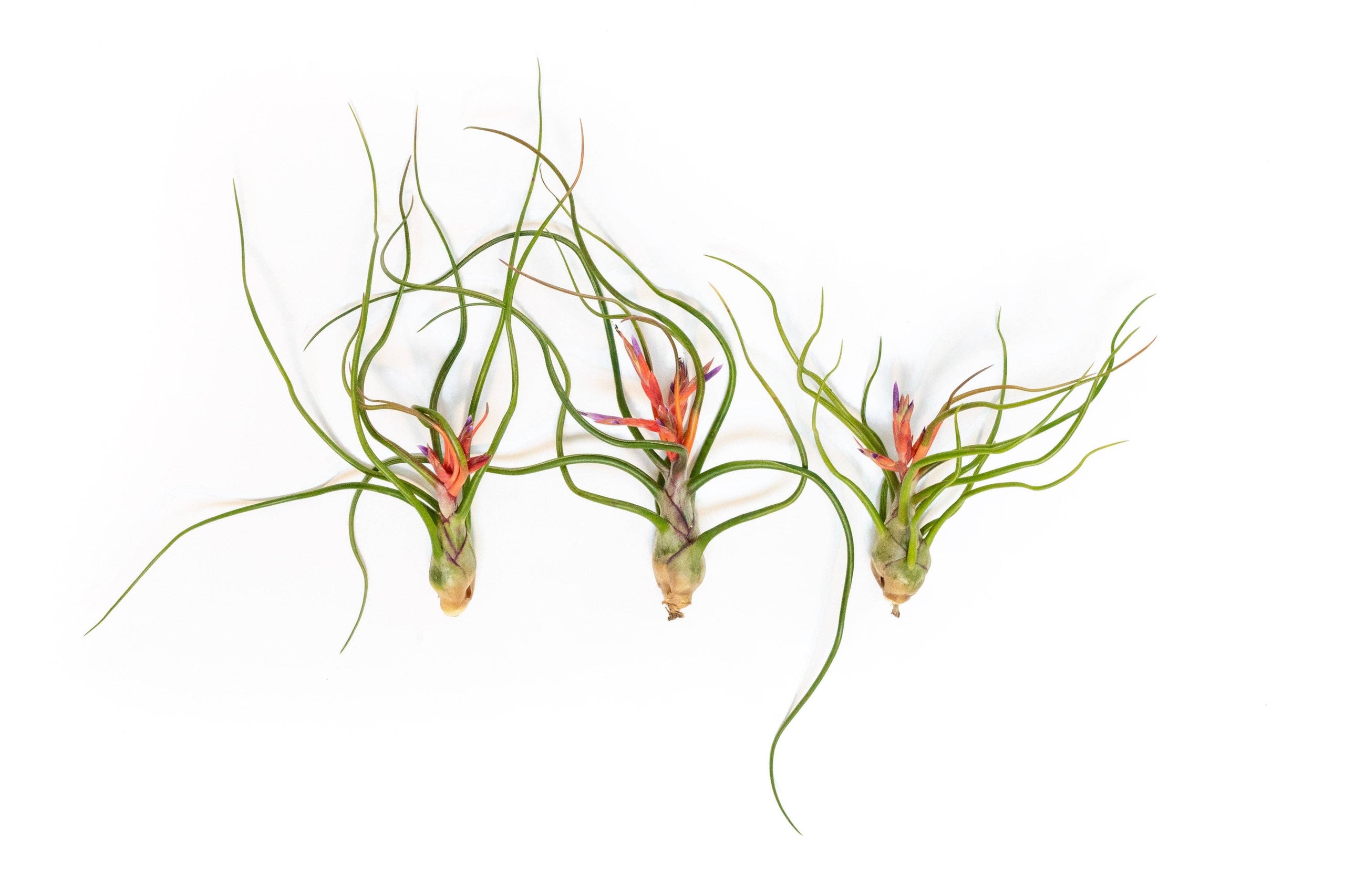 Large Tillandsia Bulbosa Belize Air Plant | Cloud-Hidden Plants ...