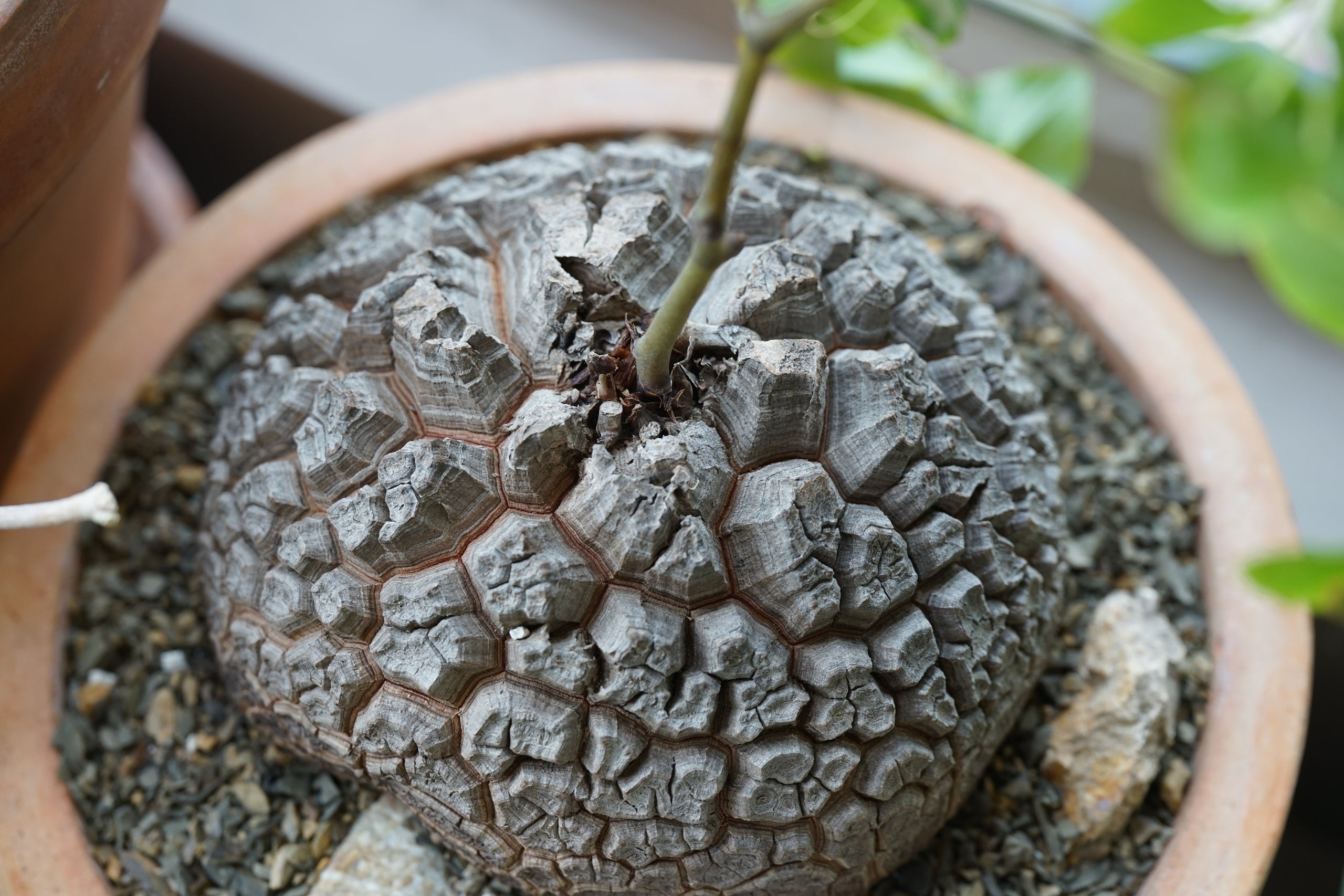 Large Dioscorea elephantipes specimen April 2025 | Cloud-Hidden Plants ...