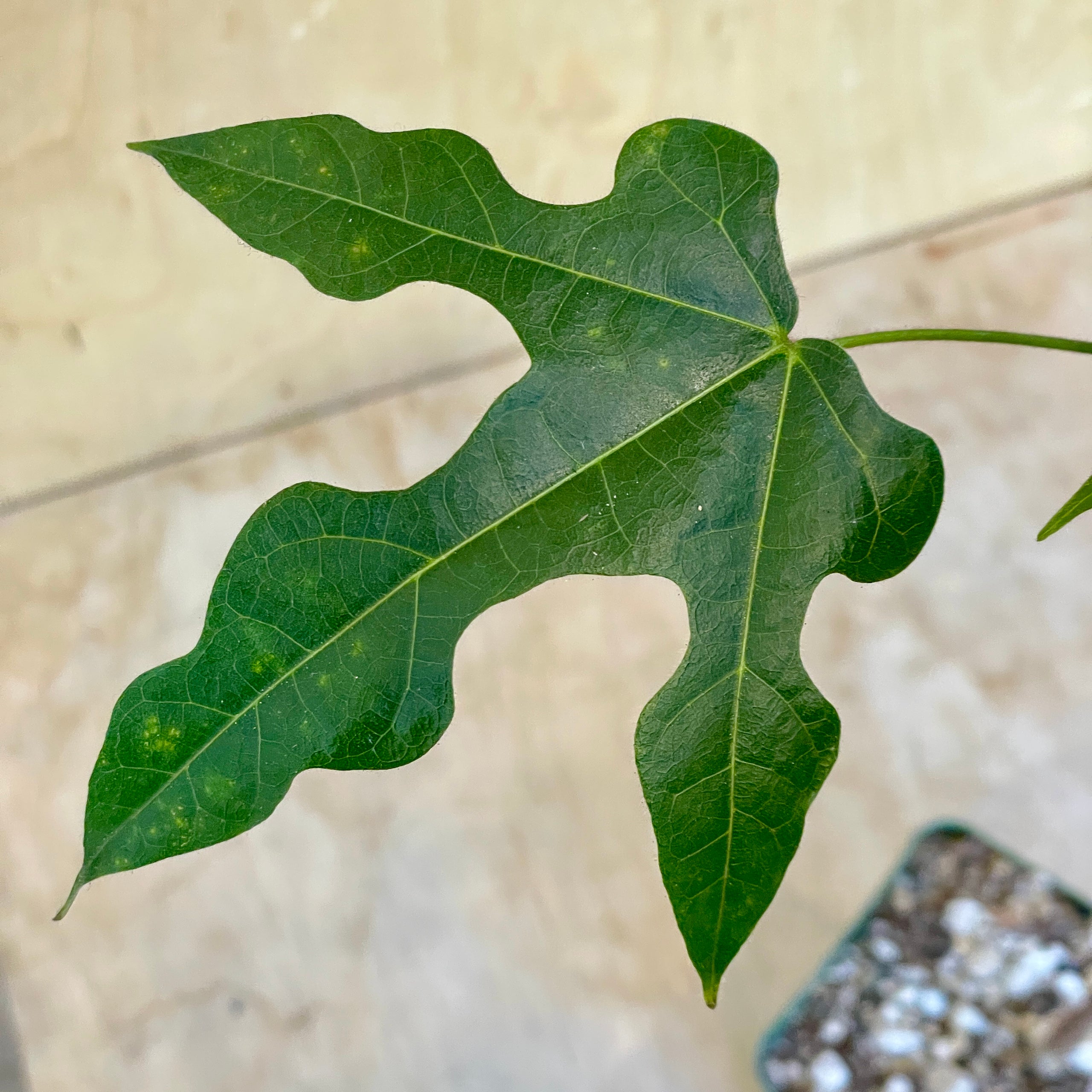 Brachychiton discolor - Lacebark Tree or Pink Flame Tree | Cloud-Hidden ...