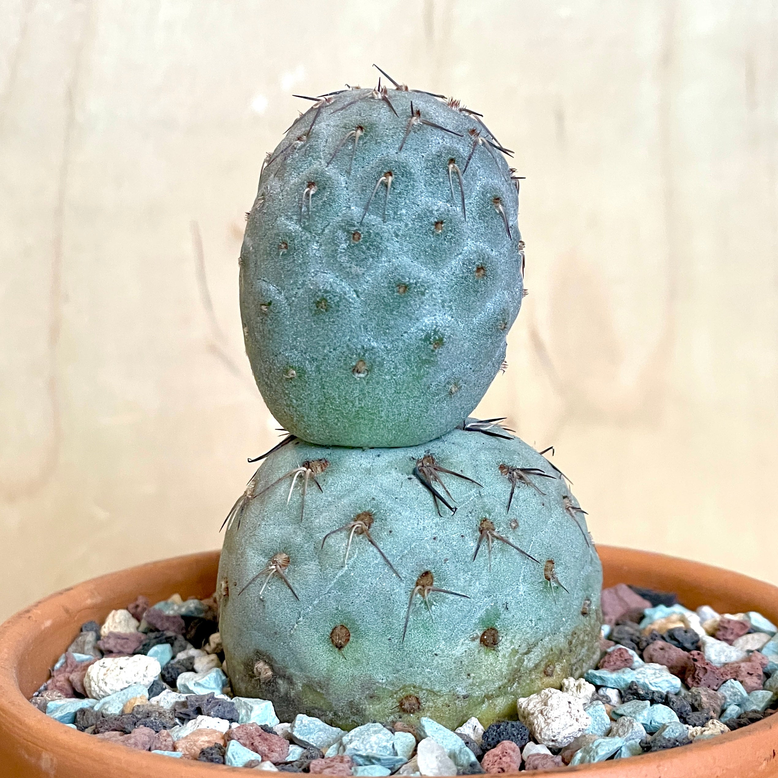 Tephrocactus Geometricus | Cloud-Hidden Plants - A Unique Plant Store ...