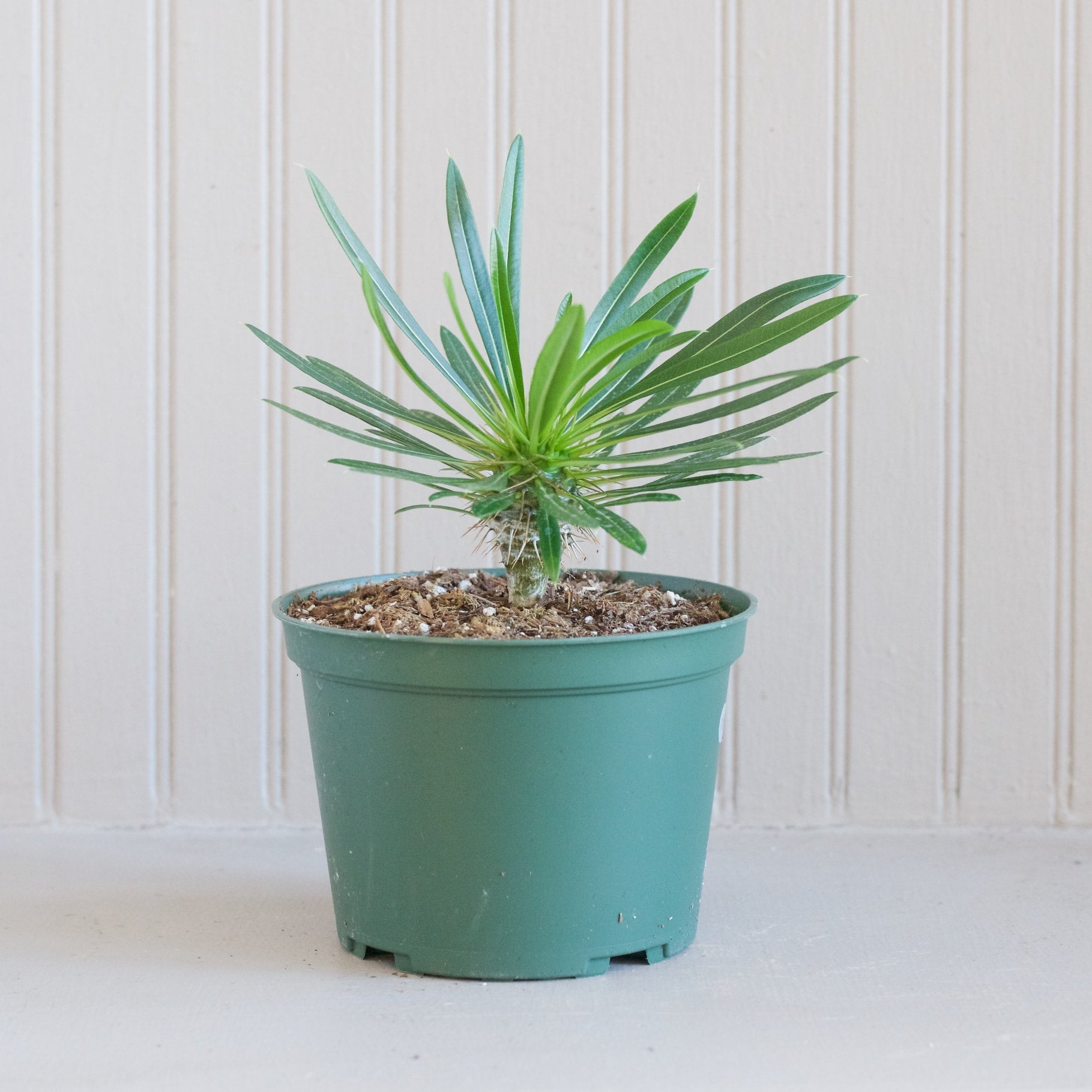 Pachypodium Lamerei | Cloud-Hidden Plants - A Unique Plant Store in ...