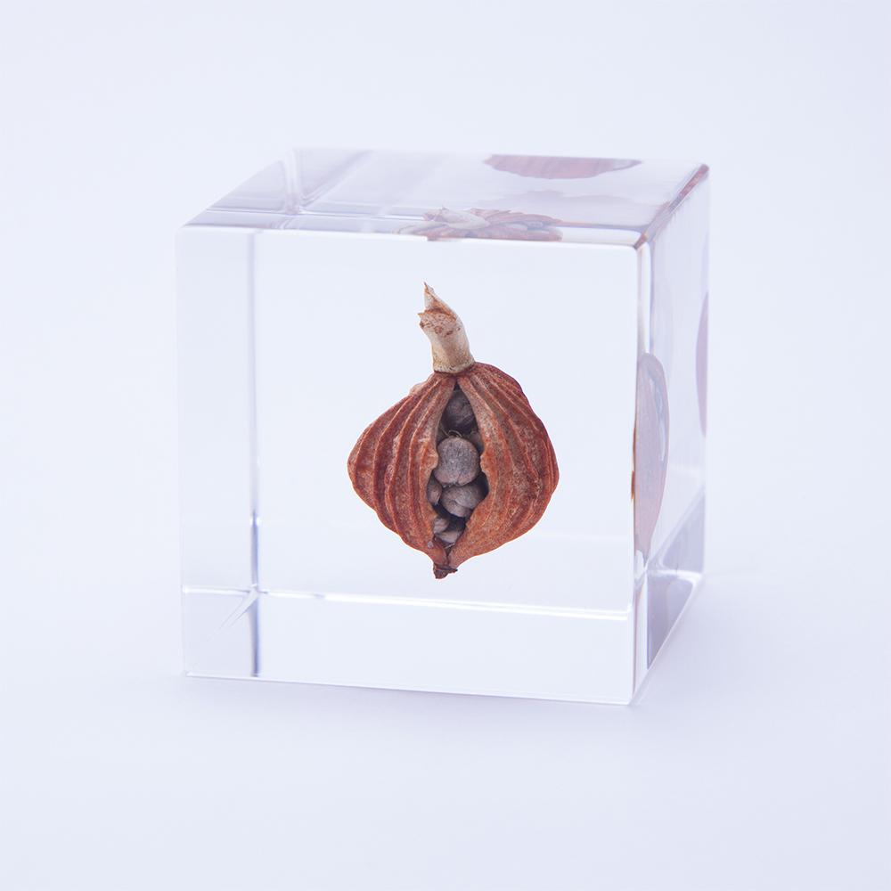 Sola Cube Shell Ginger | Cloud-Hidden Plants - Houseplants, Succulent Bonsai & Caudex San Francisco