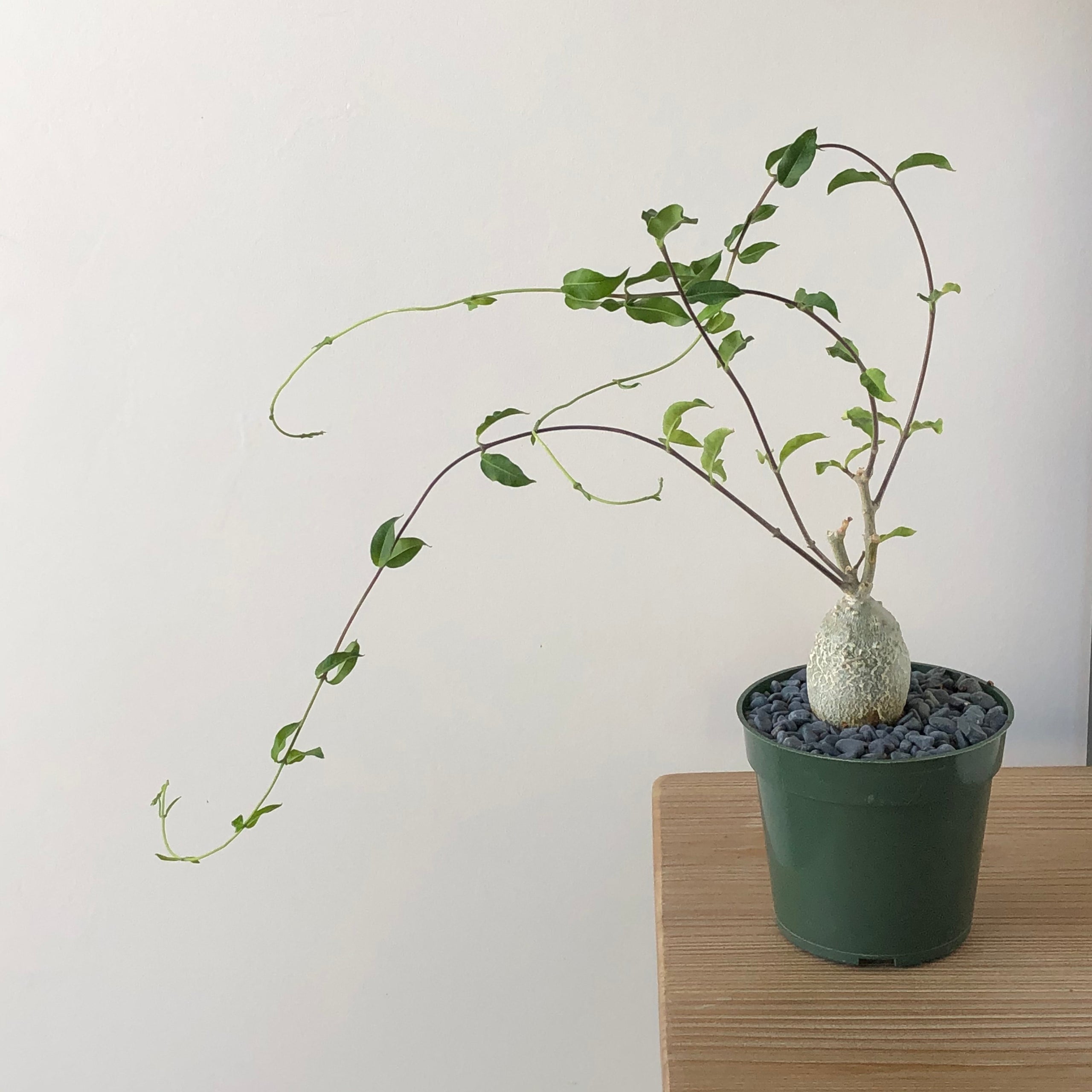 Fockea Edulis Large Caudex | Cloud-Hidden Plants - A Unique Plant Store ...