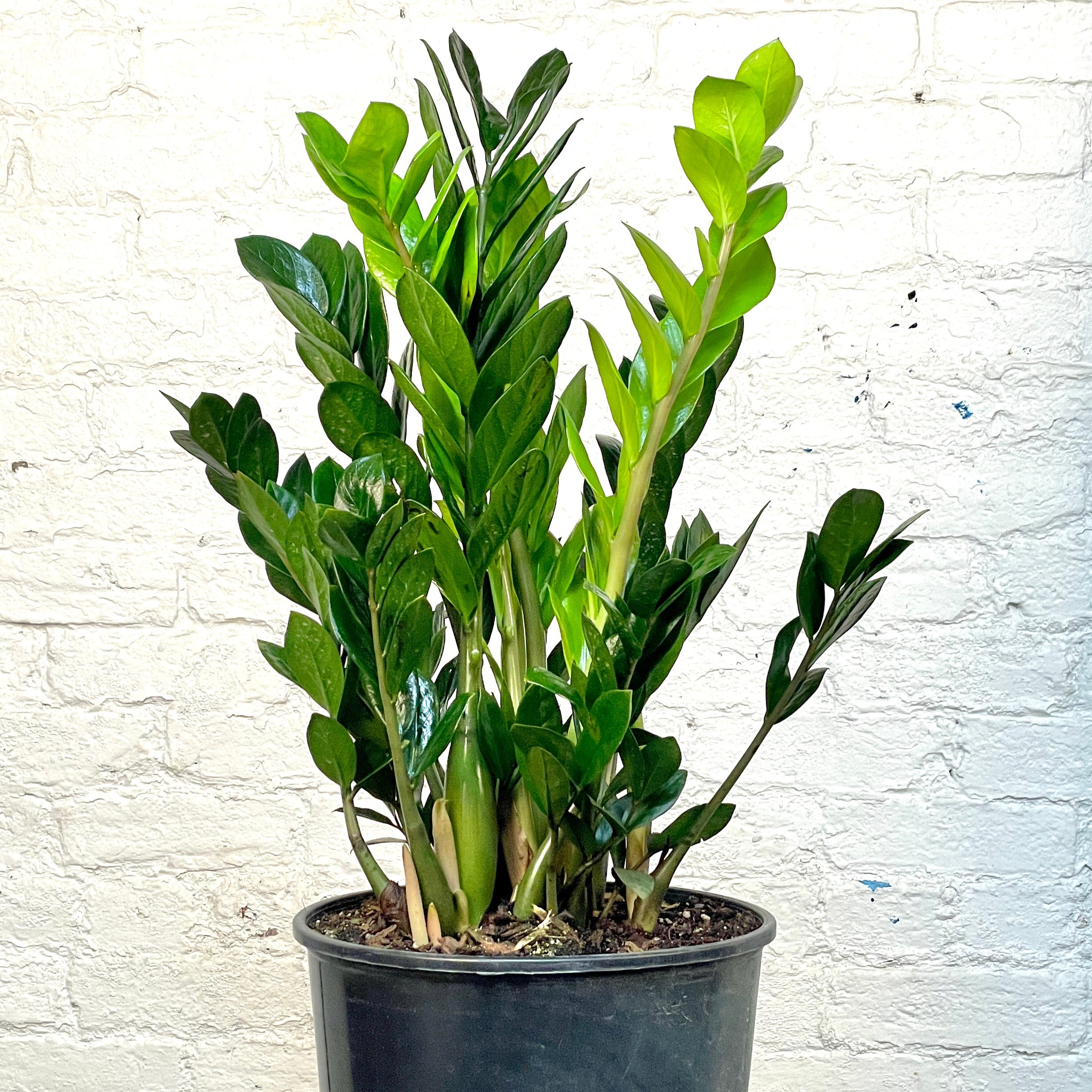 ZZ Plant -Zamioculcas zamiifolia | Cloud-Hidden Plants - Houseplants ...
