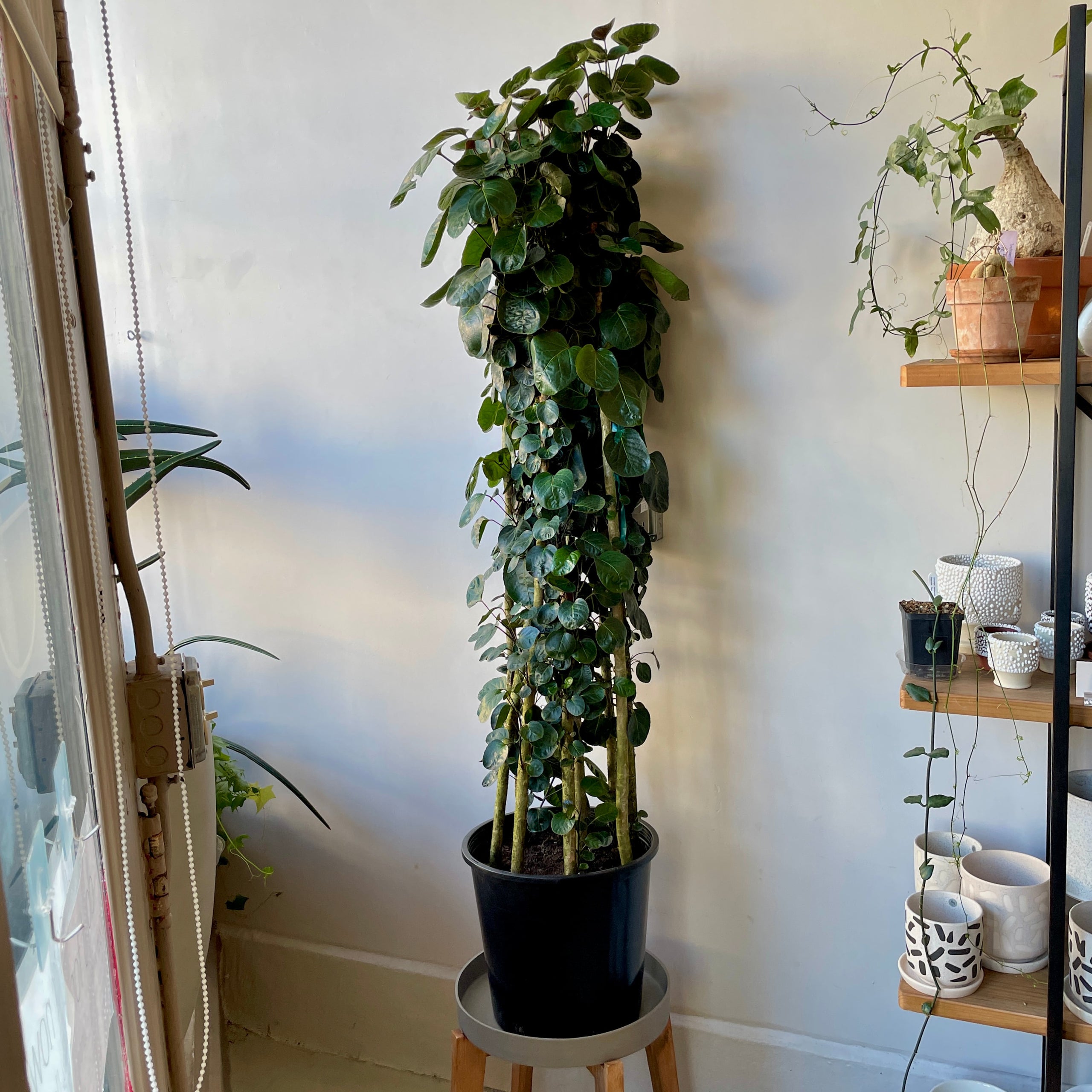 Aralia Fabian Large | Cloud-Hidden Plants - Houseplants, Succulent ...